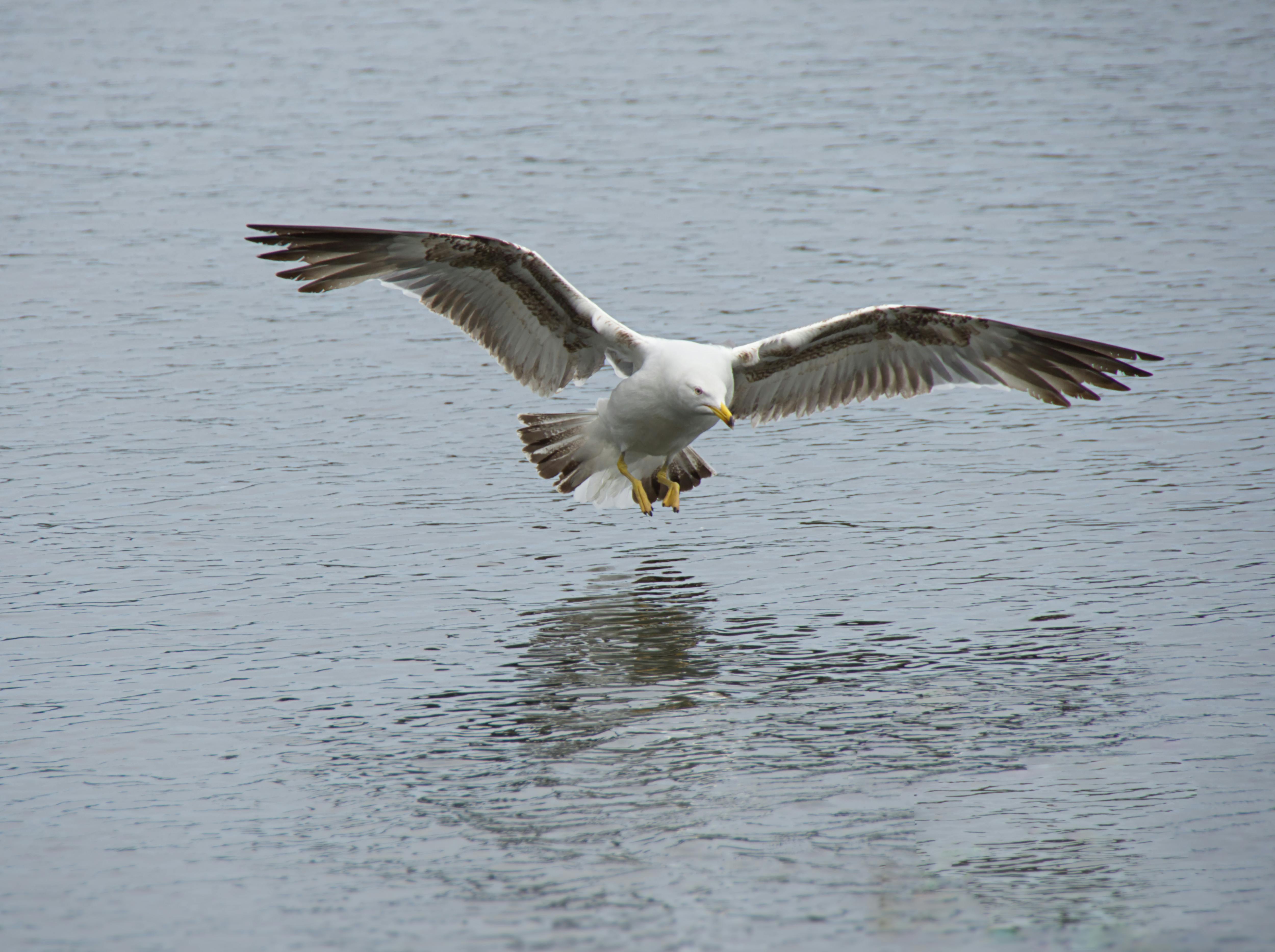 Close-Up Shot of a Seagull Flying · Free Stock Photo