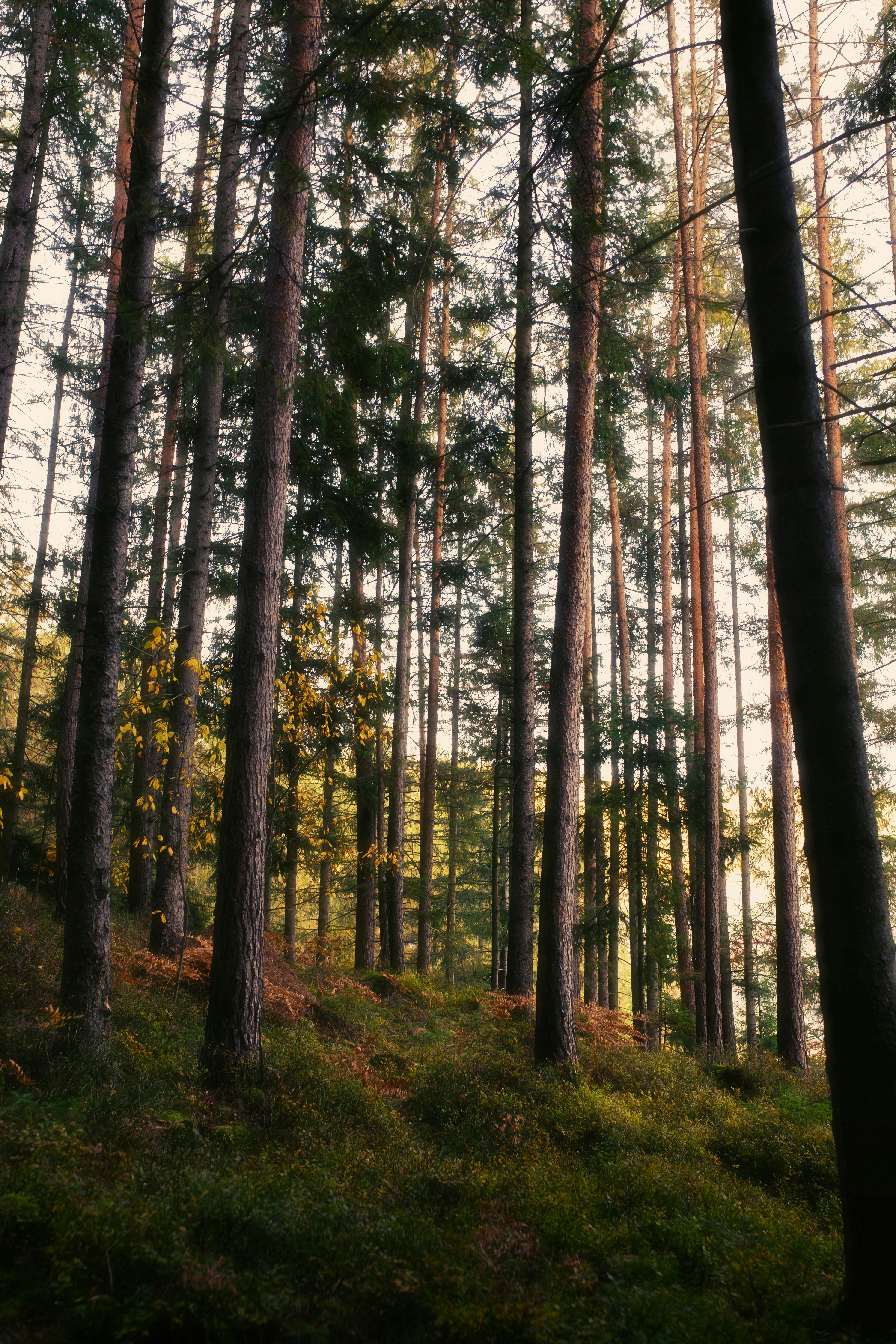 Photo of Forest during Daytime · Free Stock Photo