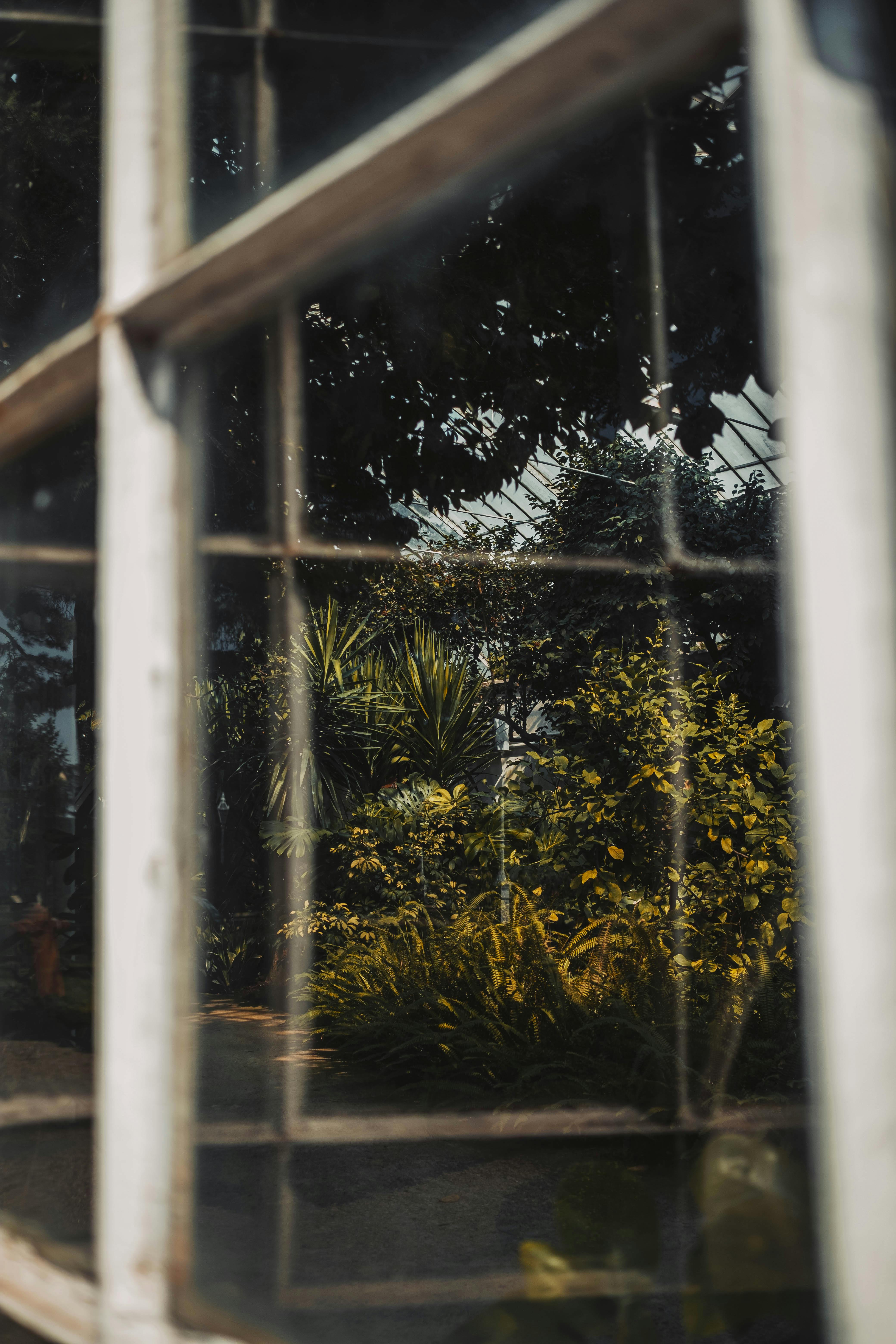 Reflection of Plants in the Glass Window · Free Stock Photo