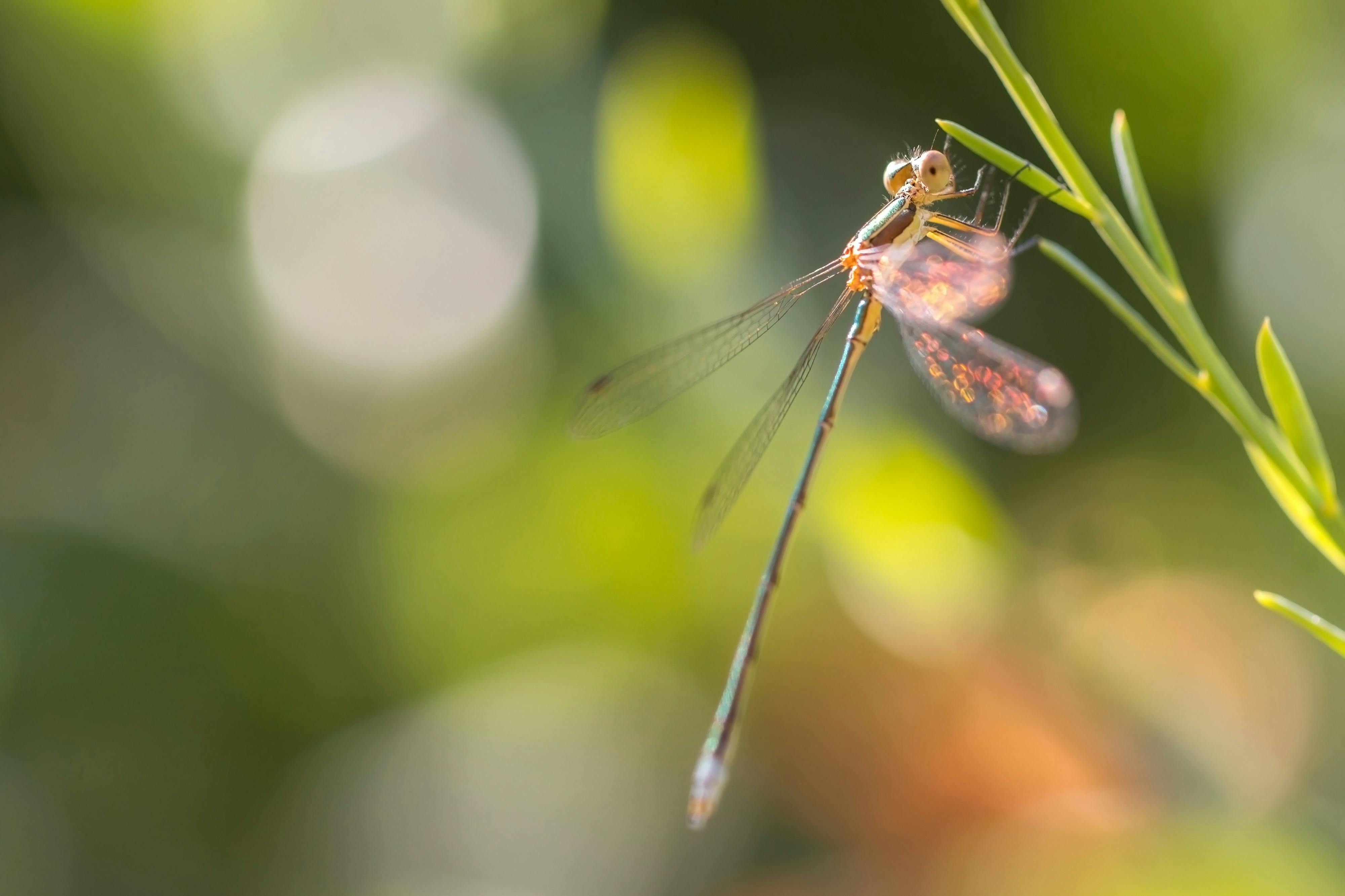 Dragonfly Photo Photos, Download The BEST Free Dragonfly Photo Stock ...
