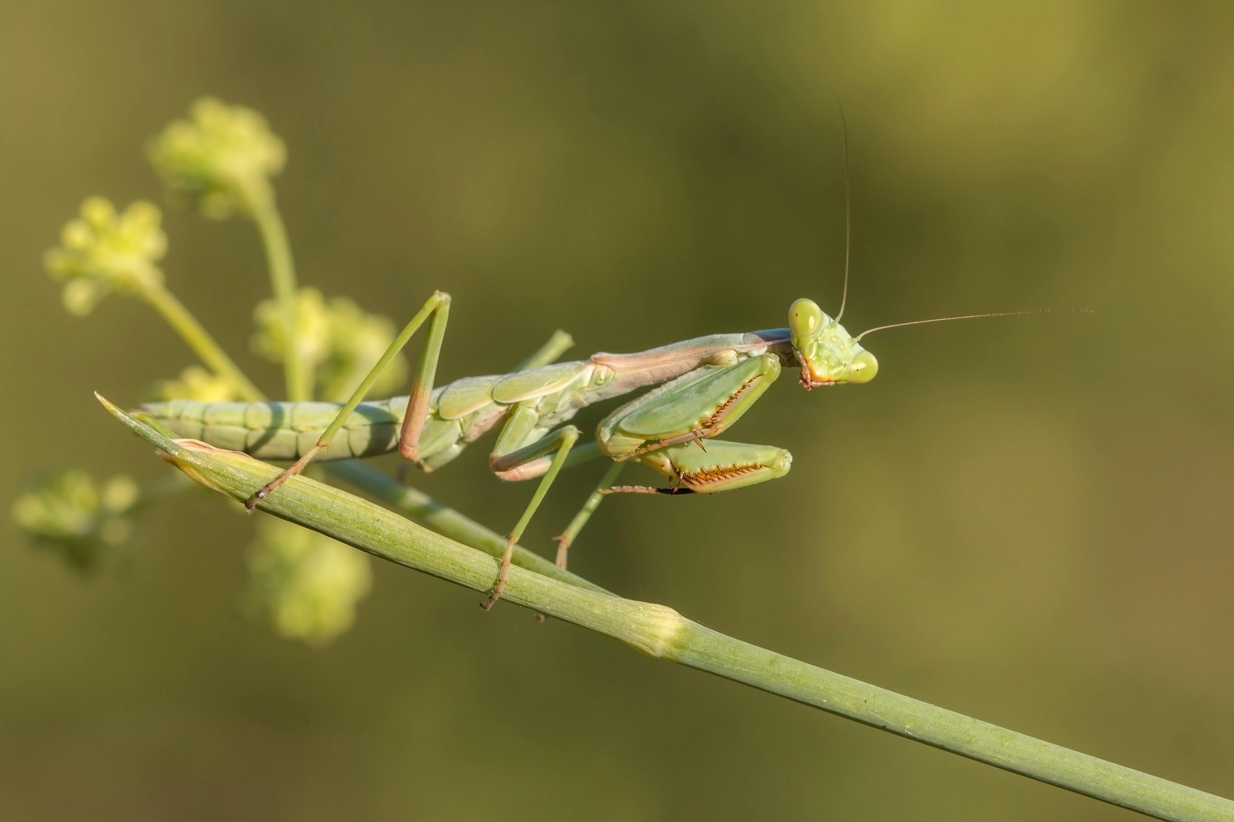 Macro Photography of Green Praying Mantis · Free Stock Photo