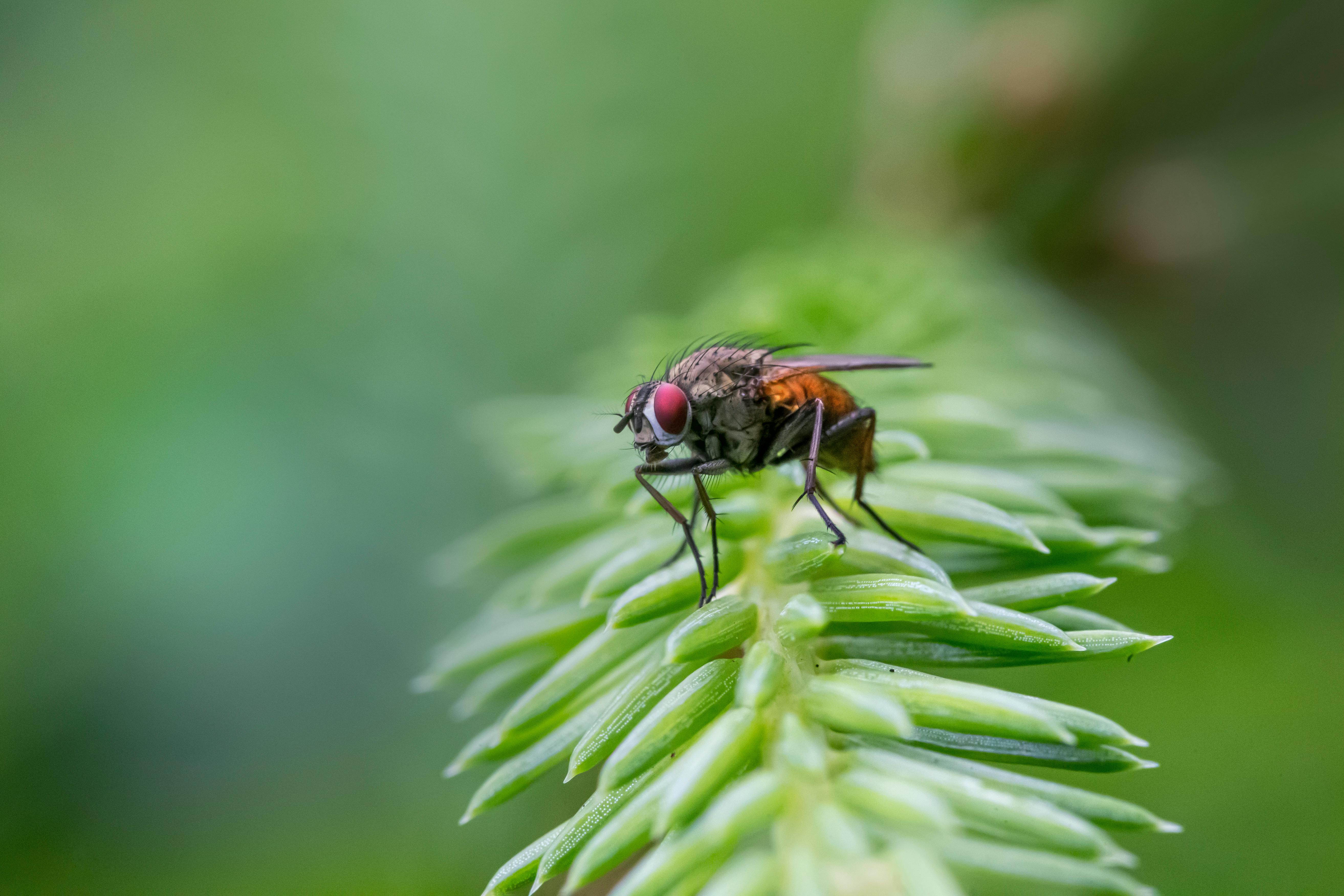 Macro Photography of Fly perched on Plant · Free Stock Photo