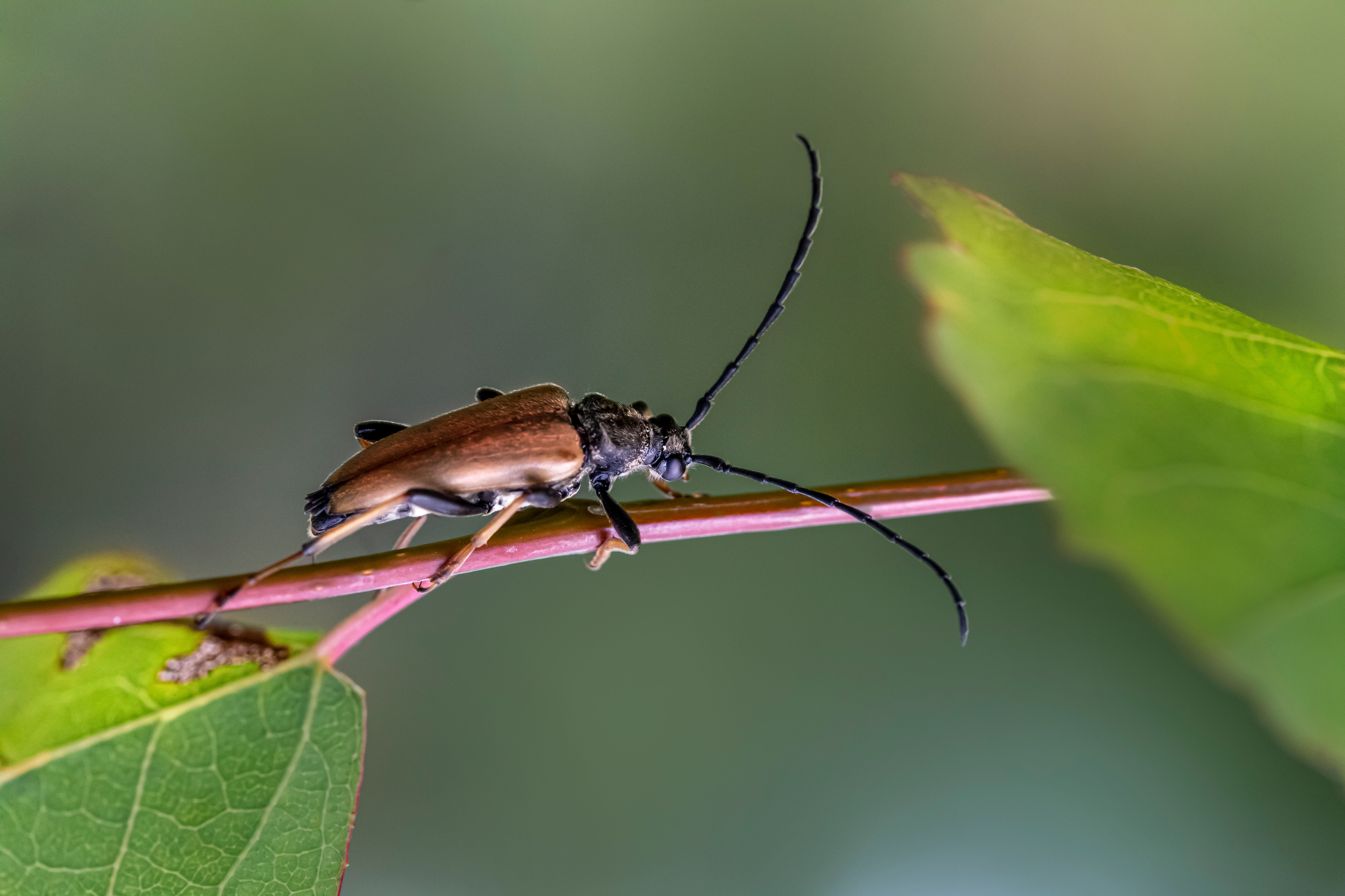 Rainbow Beetle Photos, Download The BEST Free Rainbow Beetle Stock ...