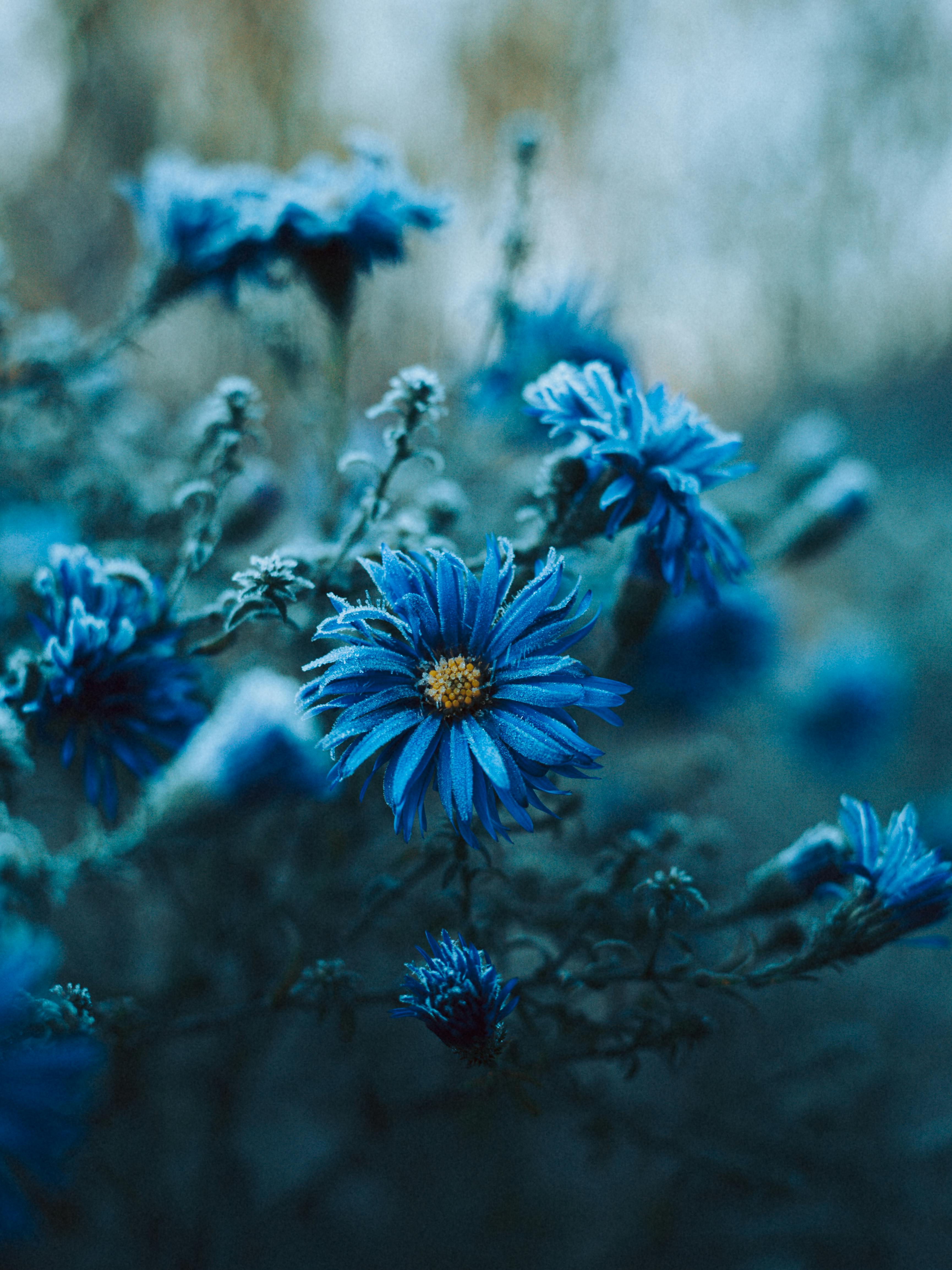 Close up of Blue Flowers · Free Stock Photo