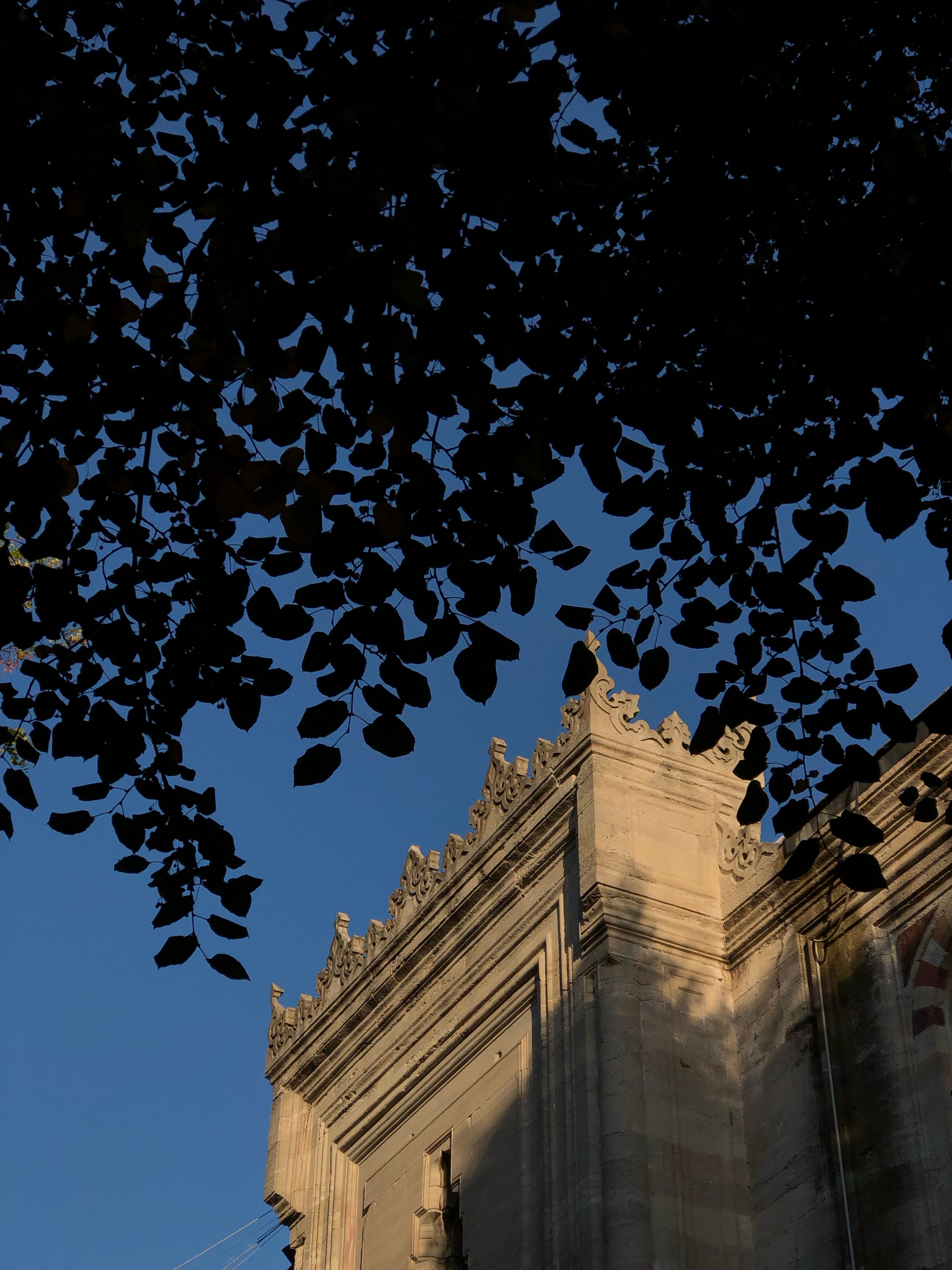 Low Angle Shot of Castle and Branch · Free Stock Photo