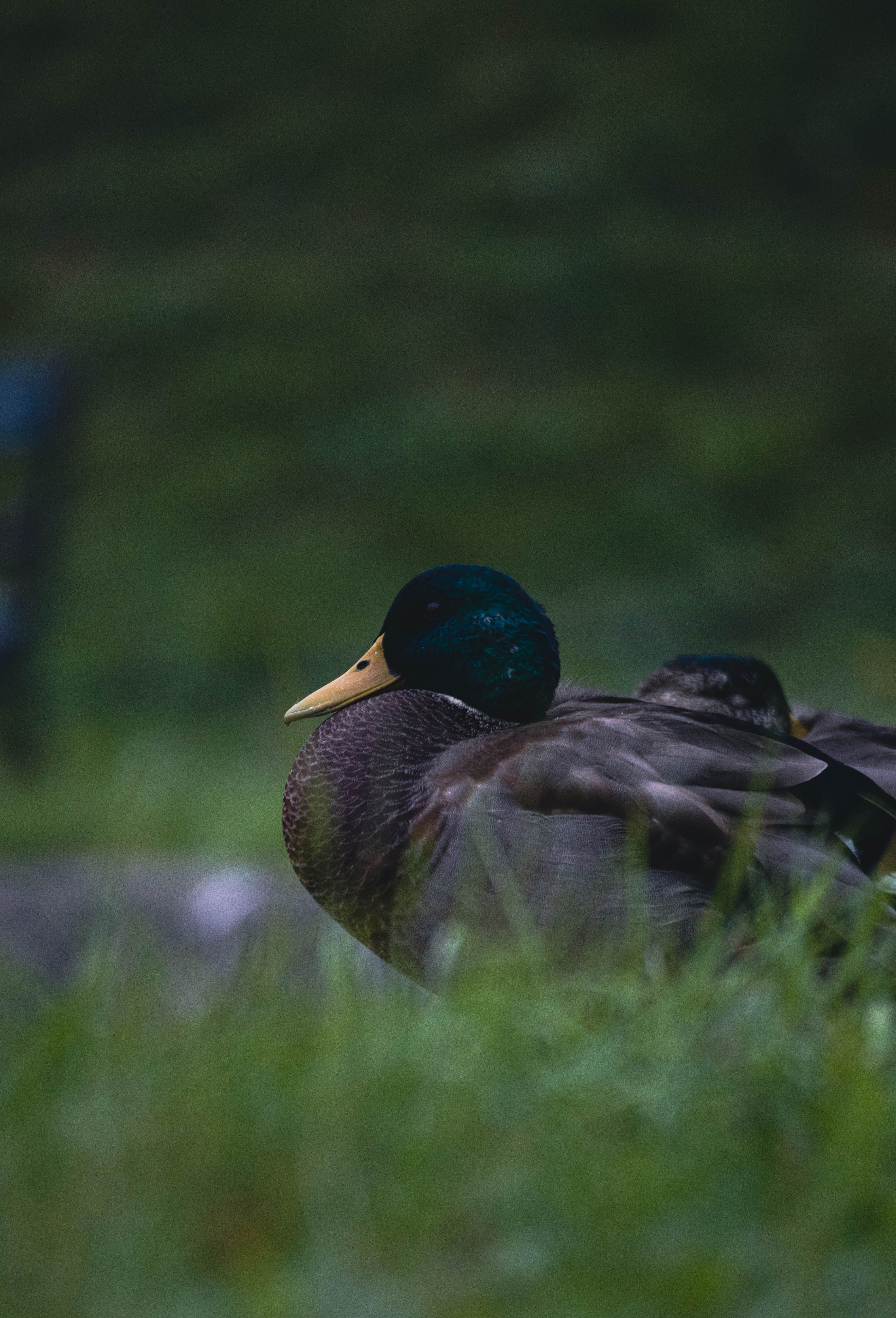 Duck Cubs Photos, Download Free Duck Cubs Stock Photos & HD Images