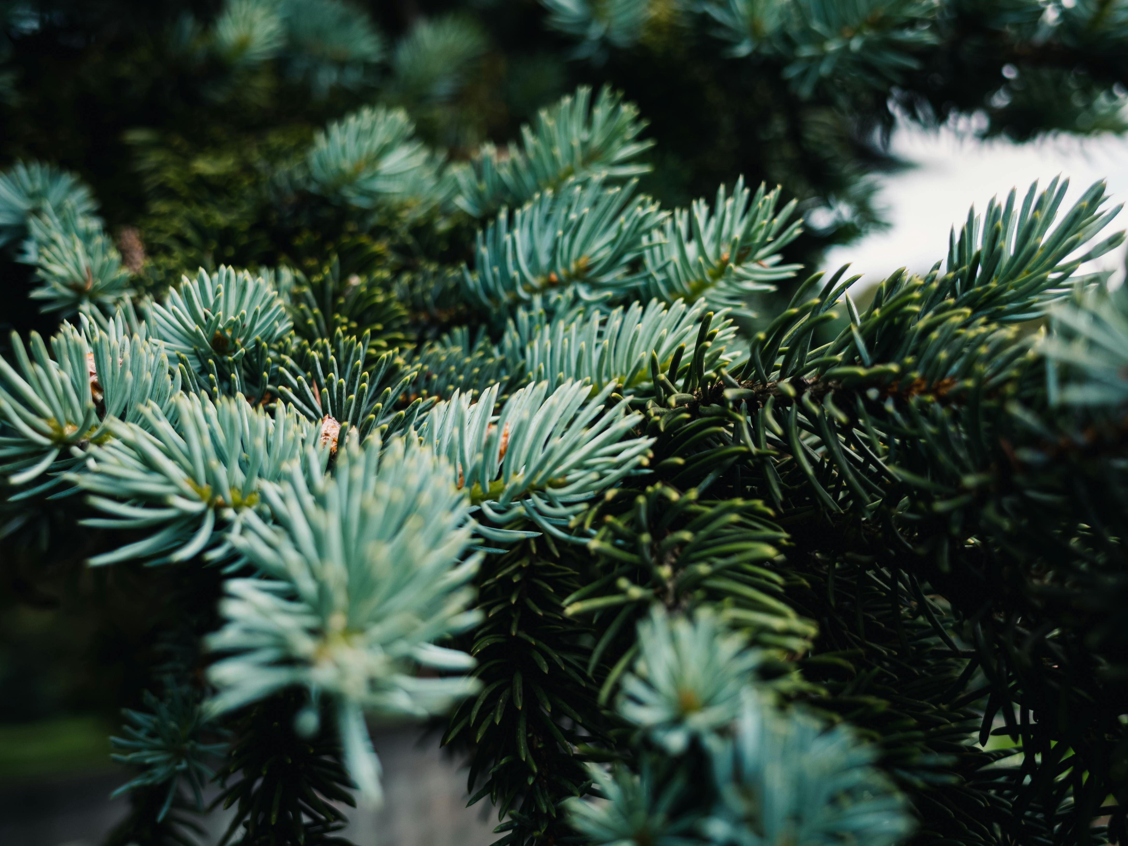 Close-up of Evergreen Tree Branches · Free Stock Photo