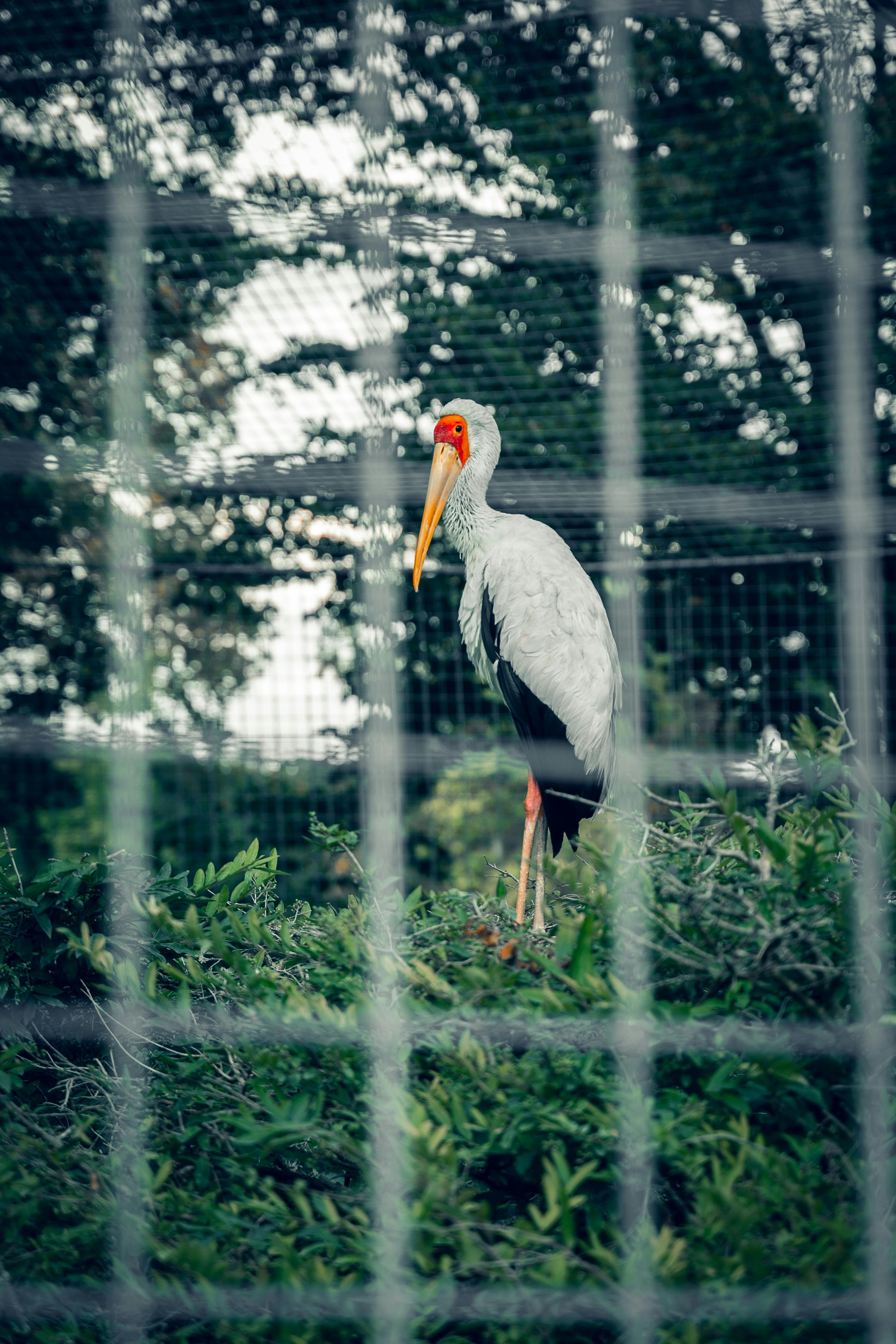 Yellow-billed Stork in Zoo · Free Stock Photo