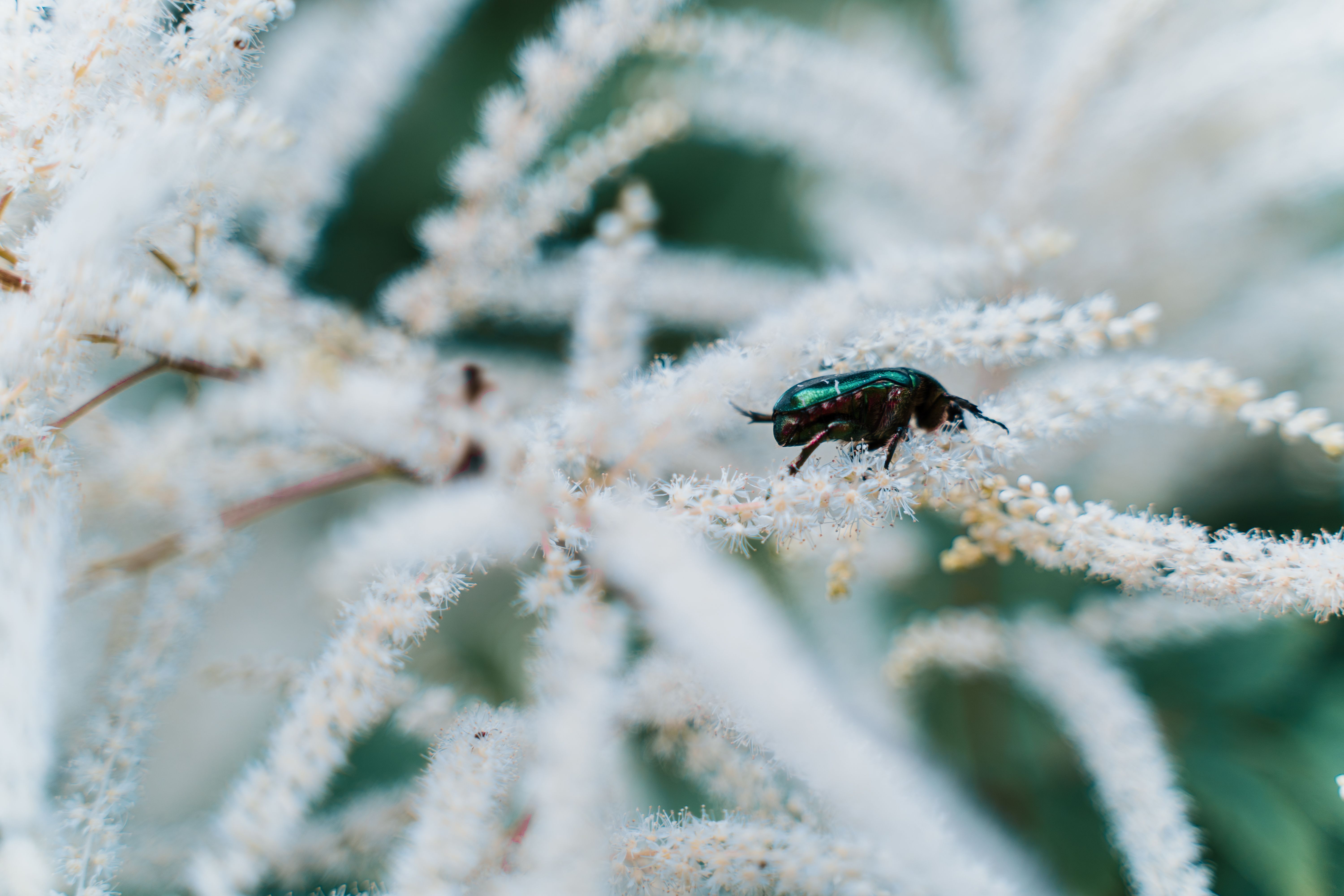 Beetle on a Plant · Free Stock Photo