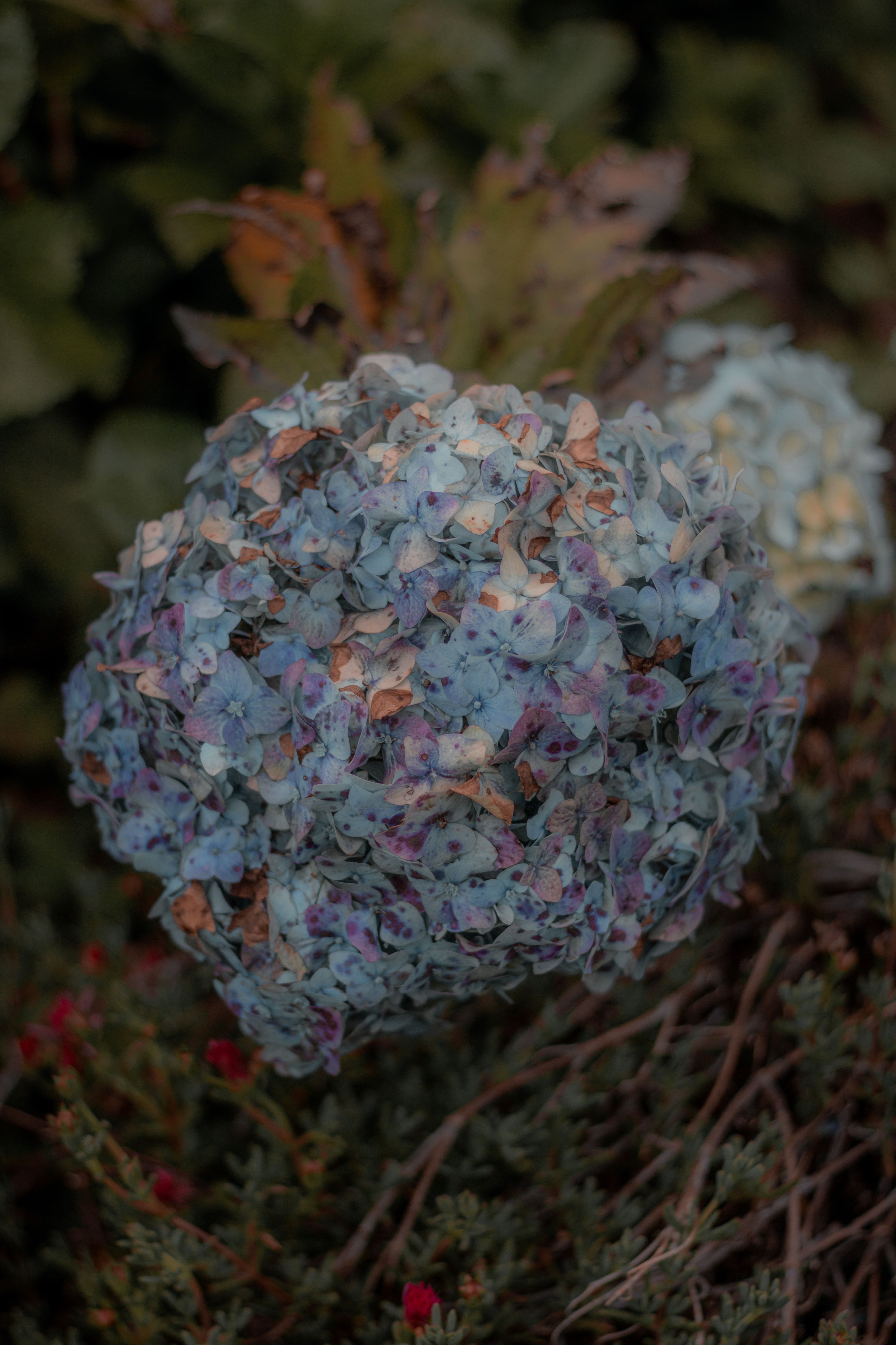 Hydrangea Flowers in Close Up Photography · Free Stock Photo