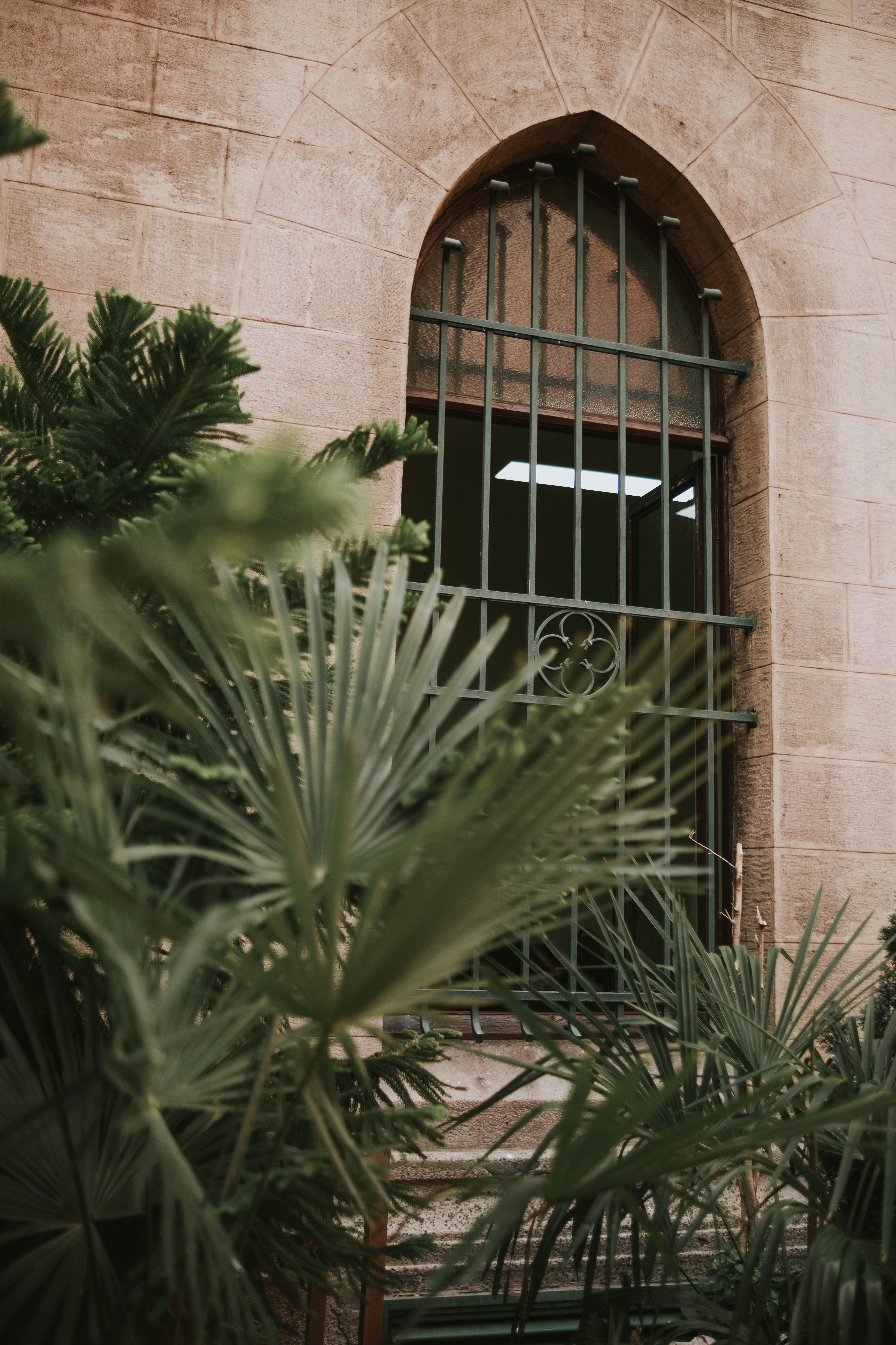 A Green Plants Near the Concrete Wall · Free Stock Photo