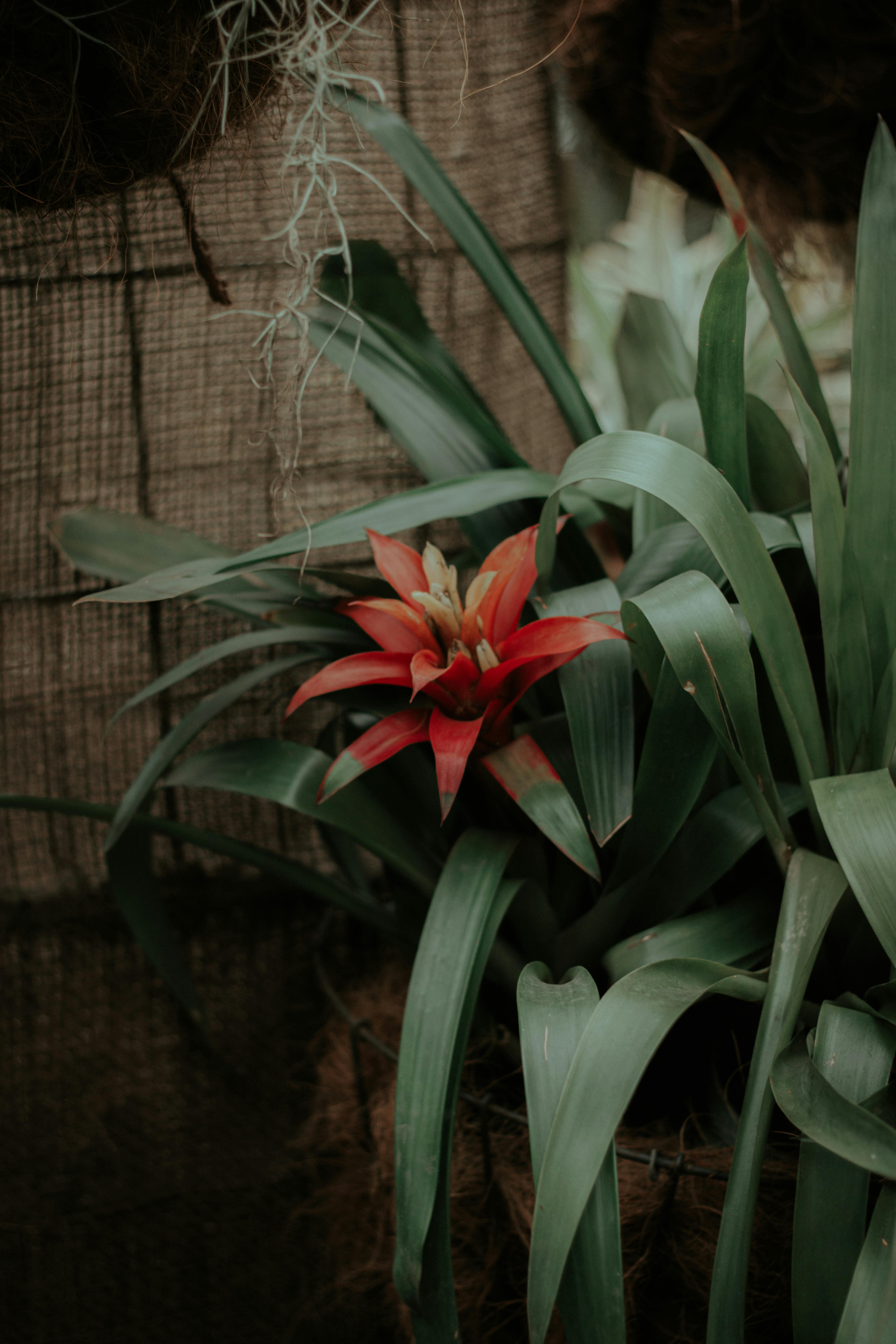 A Scarlet Star Flower in Bloom · Free Stock Photo