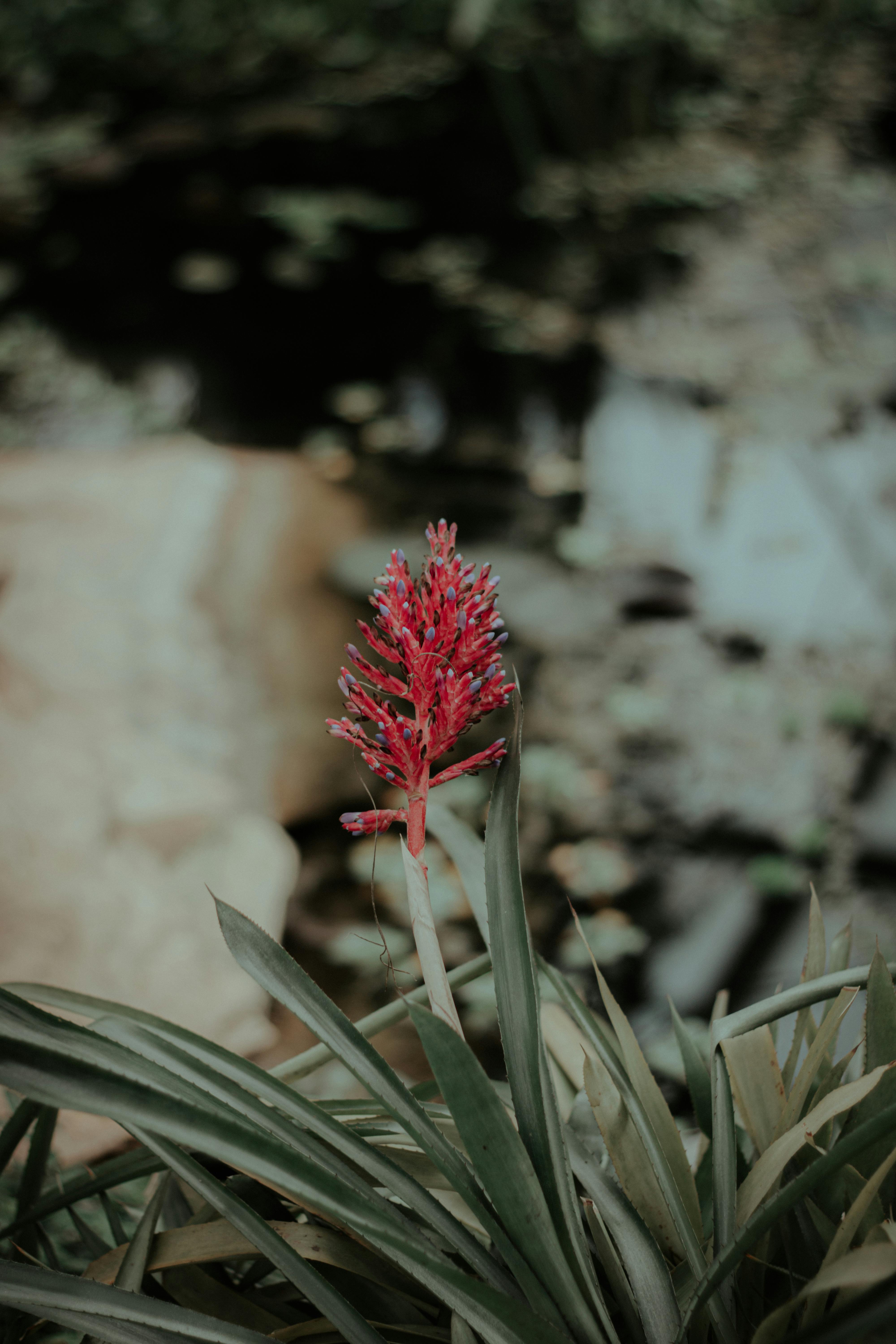 Portea Photos, Download The BEST Free Portea Stock Photos & HD Images