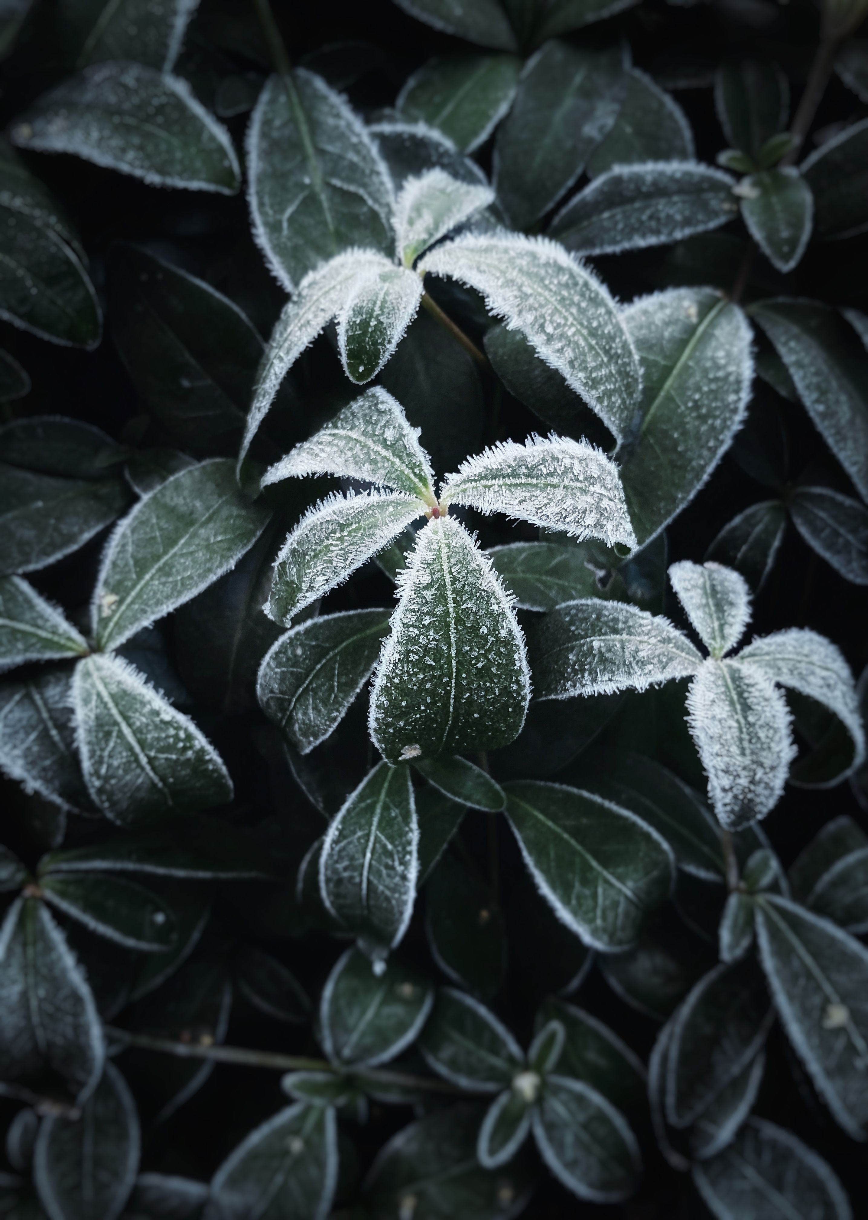 Photo of Frozen Roses · Free Stock Photo