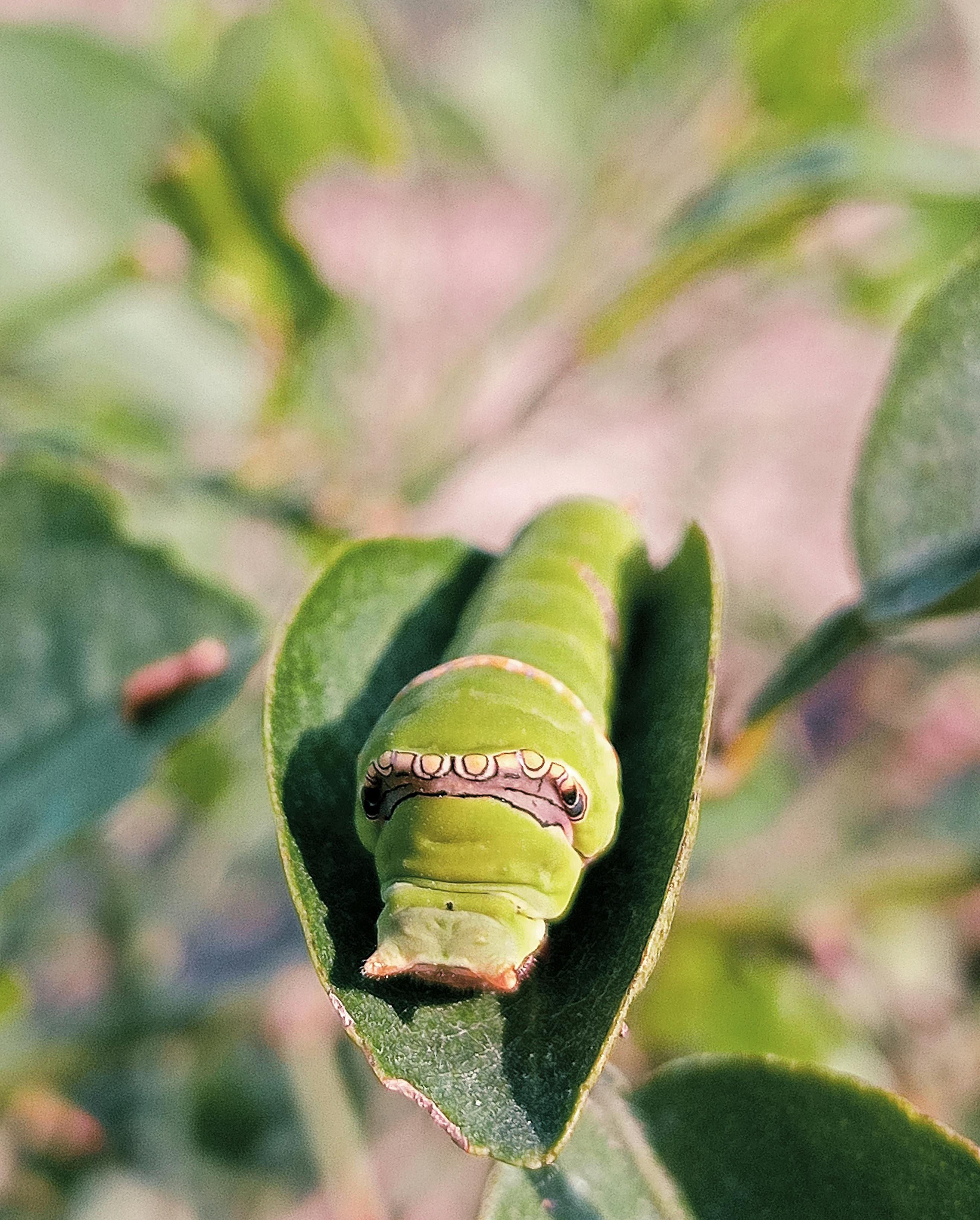 Caterpillar on a Leaf · Free Stock Photo