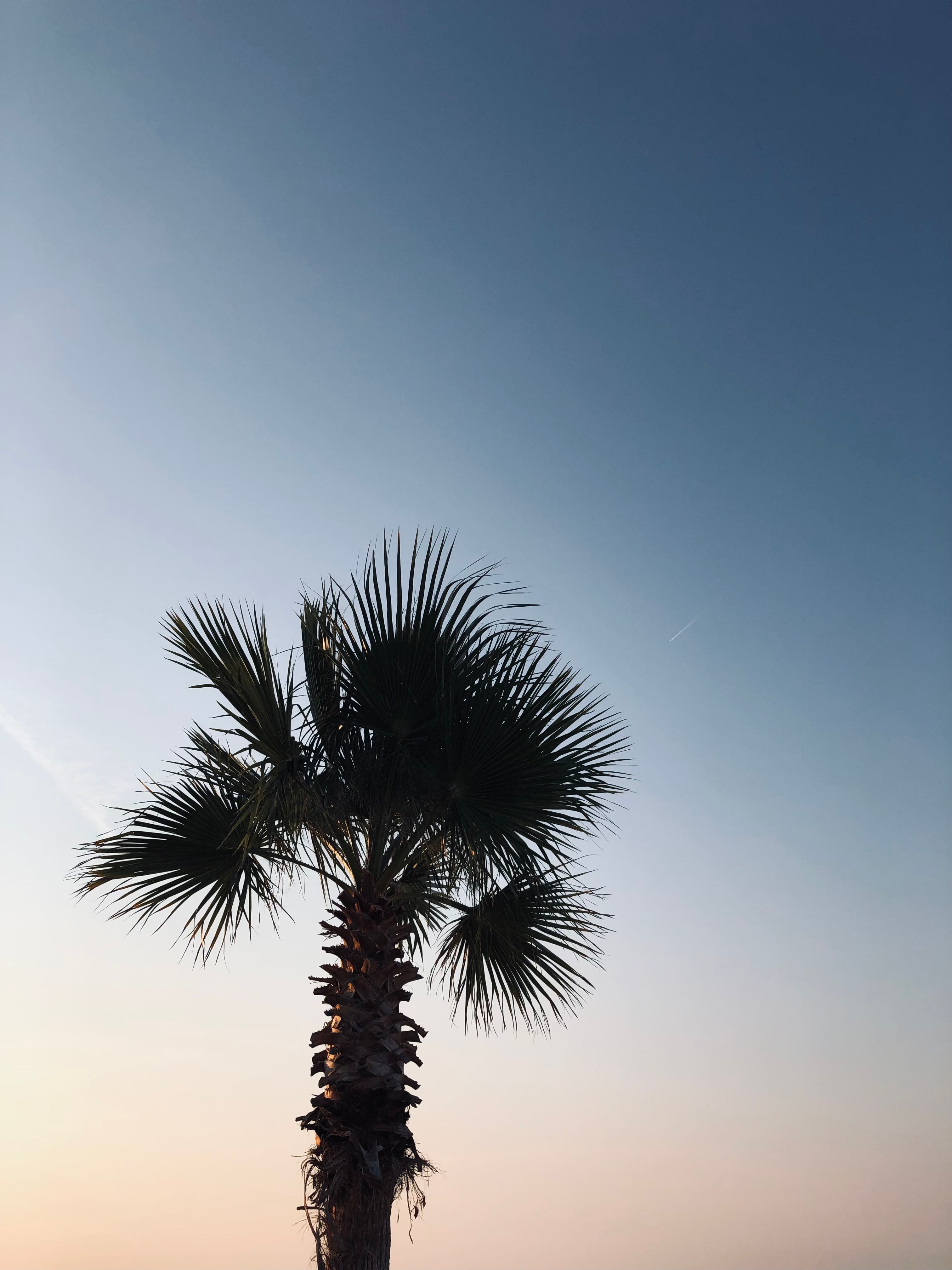 Low Angle View of Three Palm Trees during Sunset · Free Stock Photo
