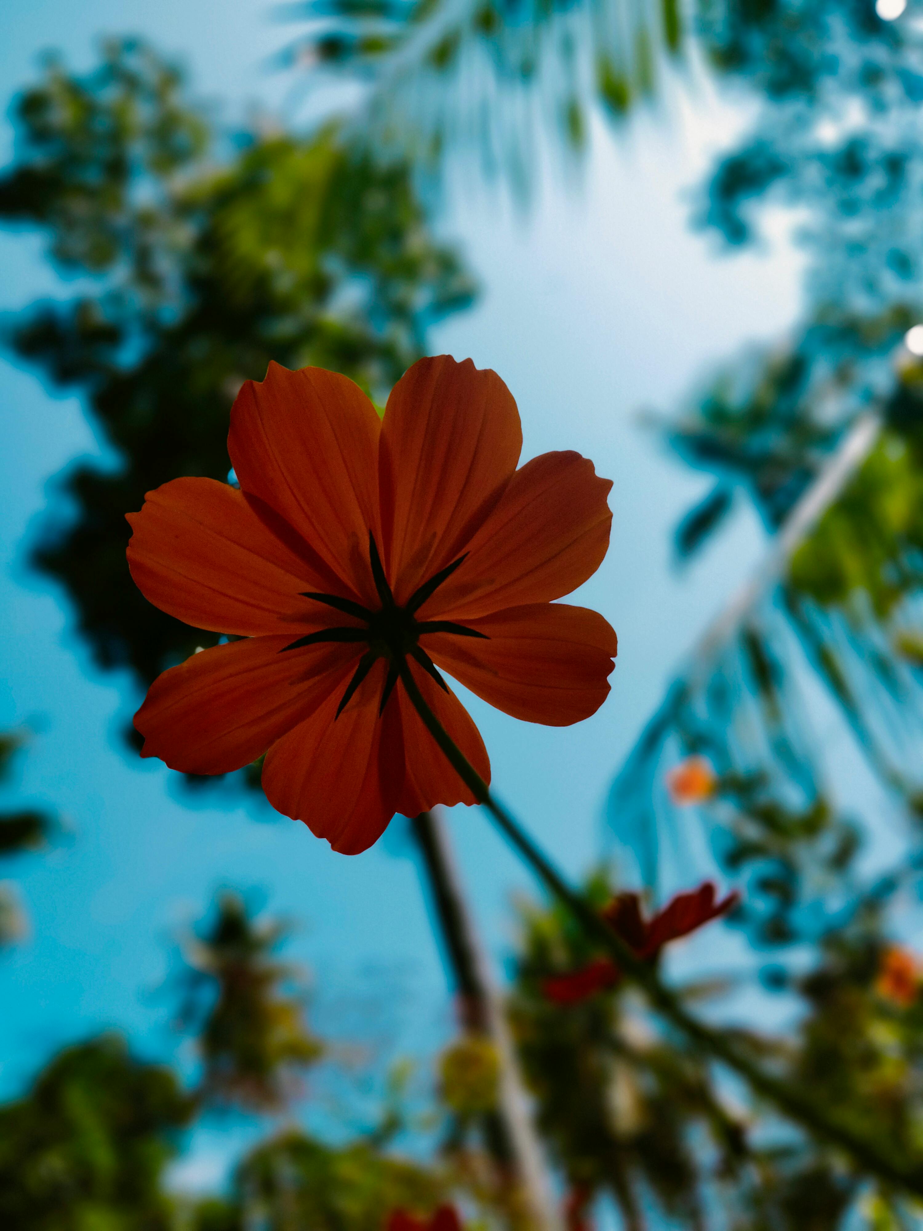 Low Angle Shot of a Flower in Bloom · Free Stock Photo