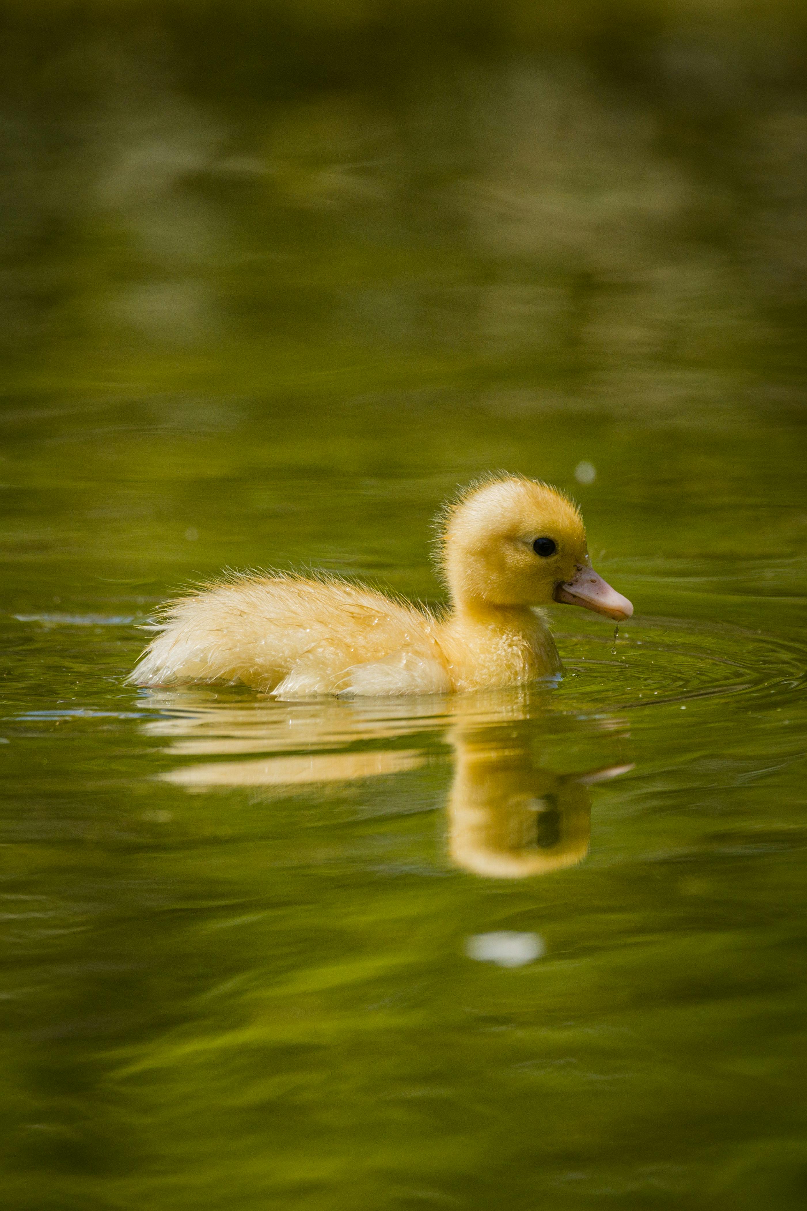 Cute Duckling Photos, Download The BEST Free Cute Duckling Stock Photos ...