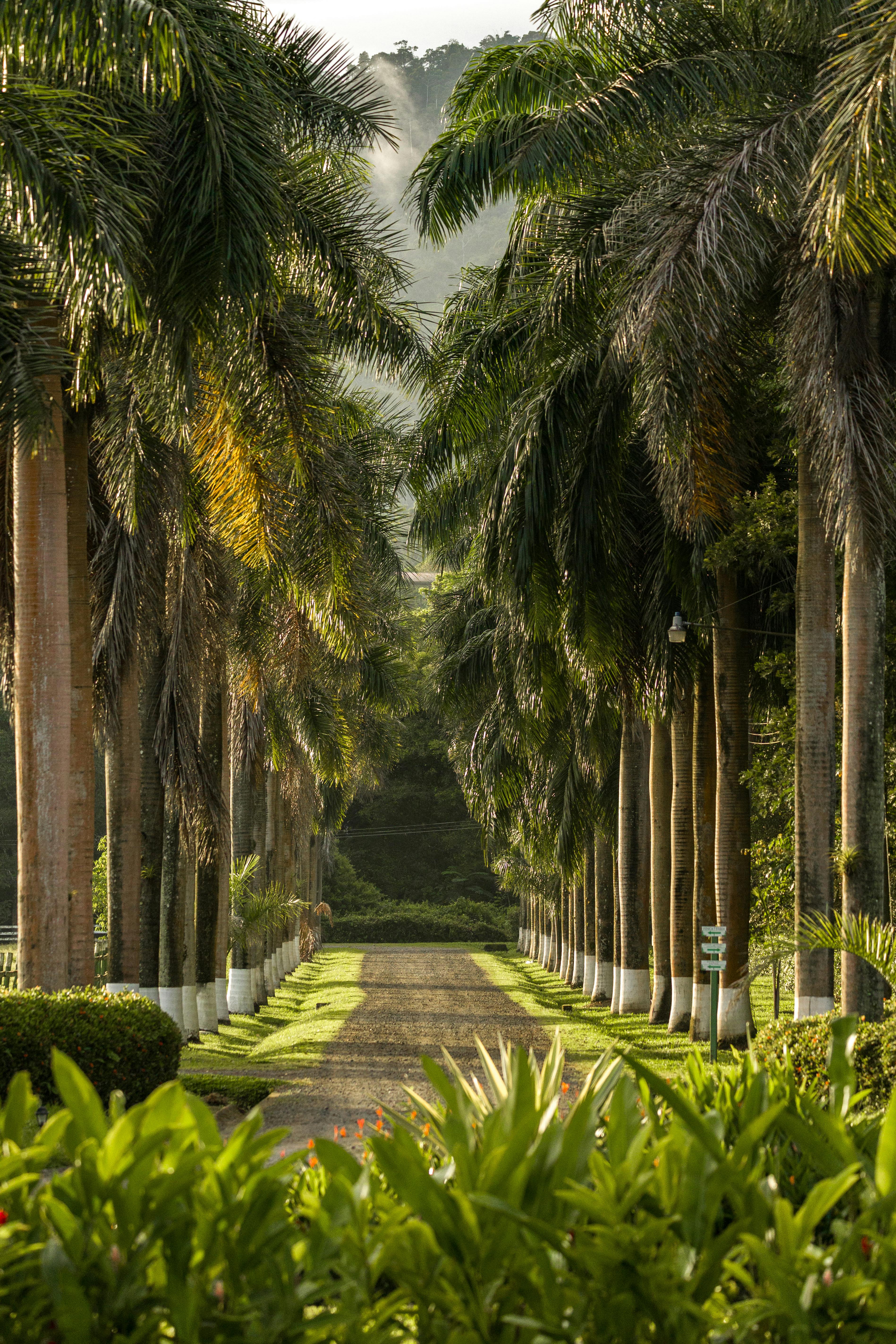 Pathway between Palm Trees · Free Stock Photo