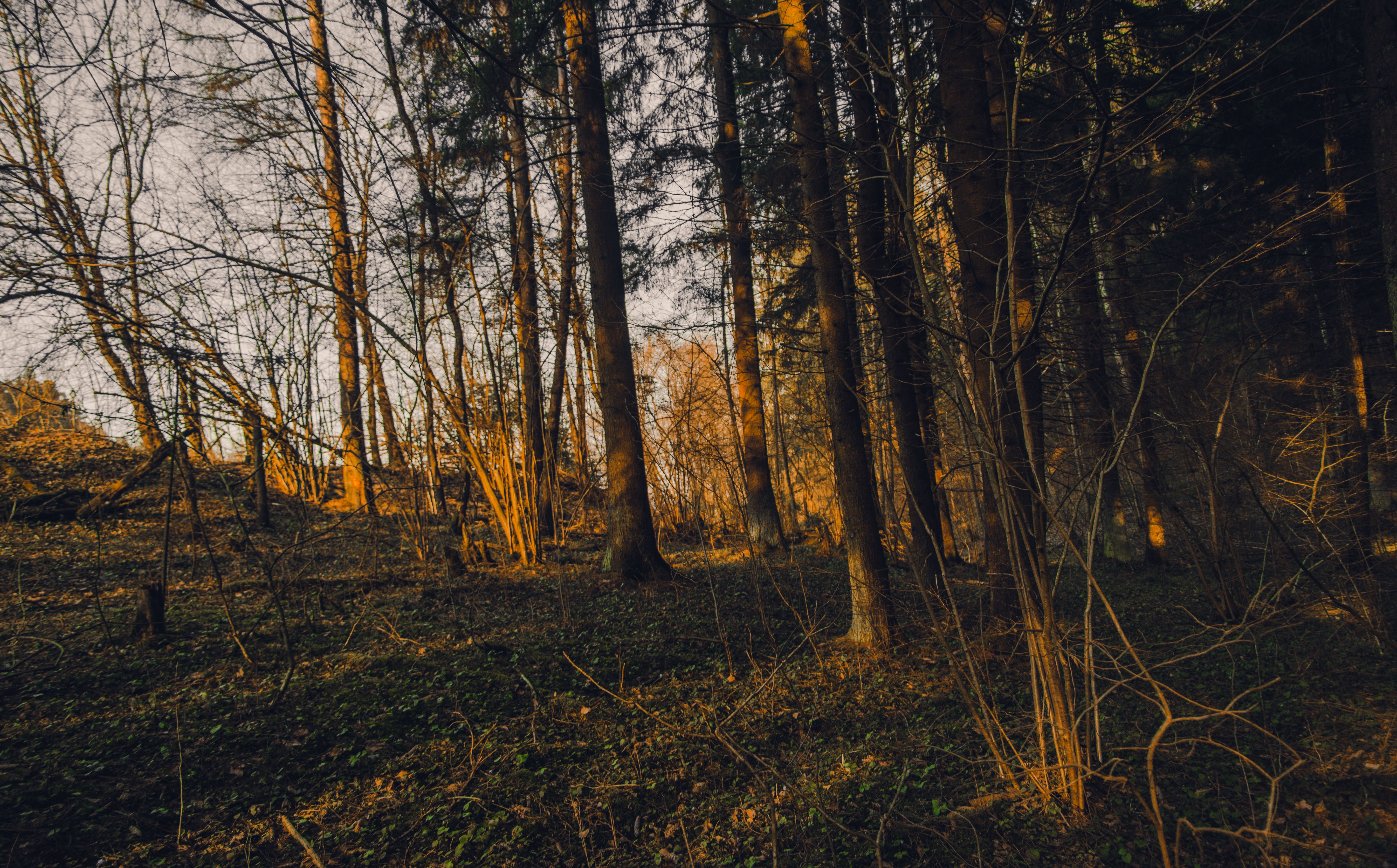 Withered Trees · Free Stock Photo
