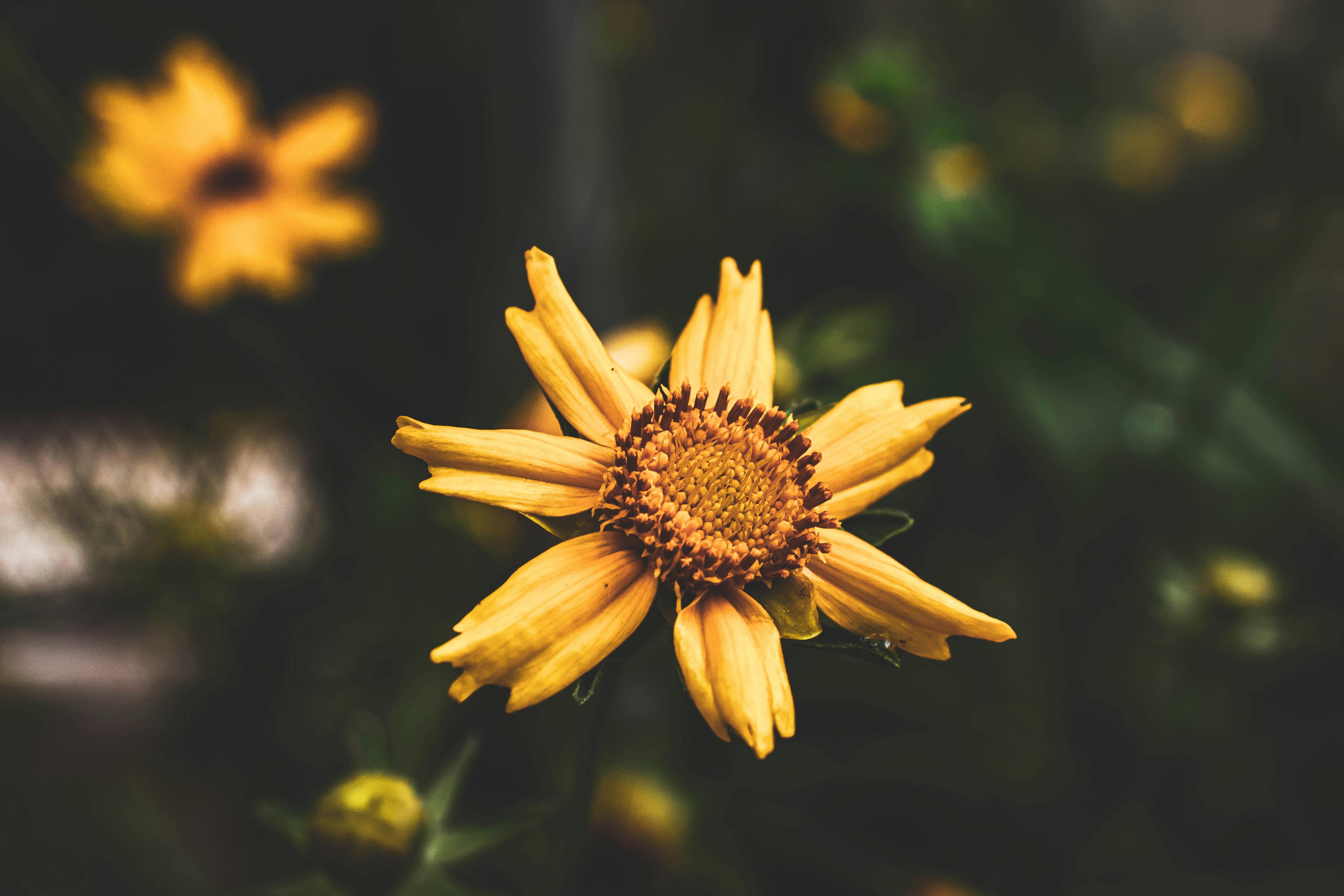 Yellow Flower Head · Free Stock Photo