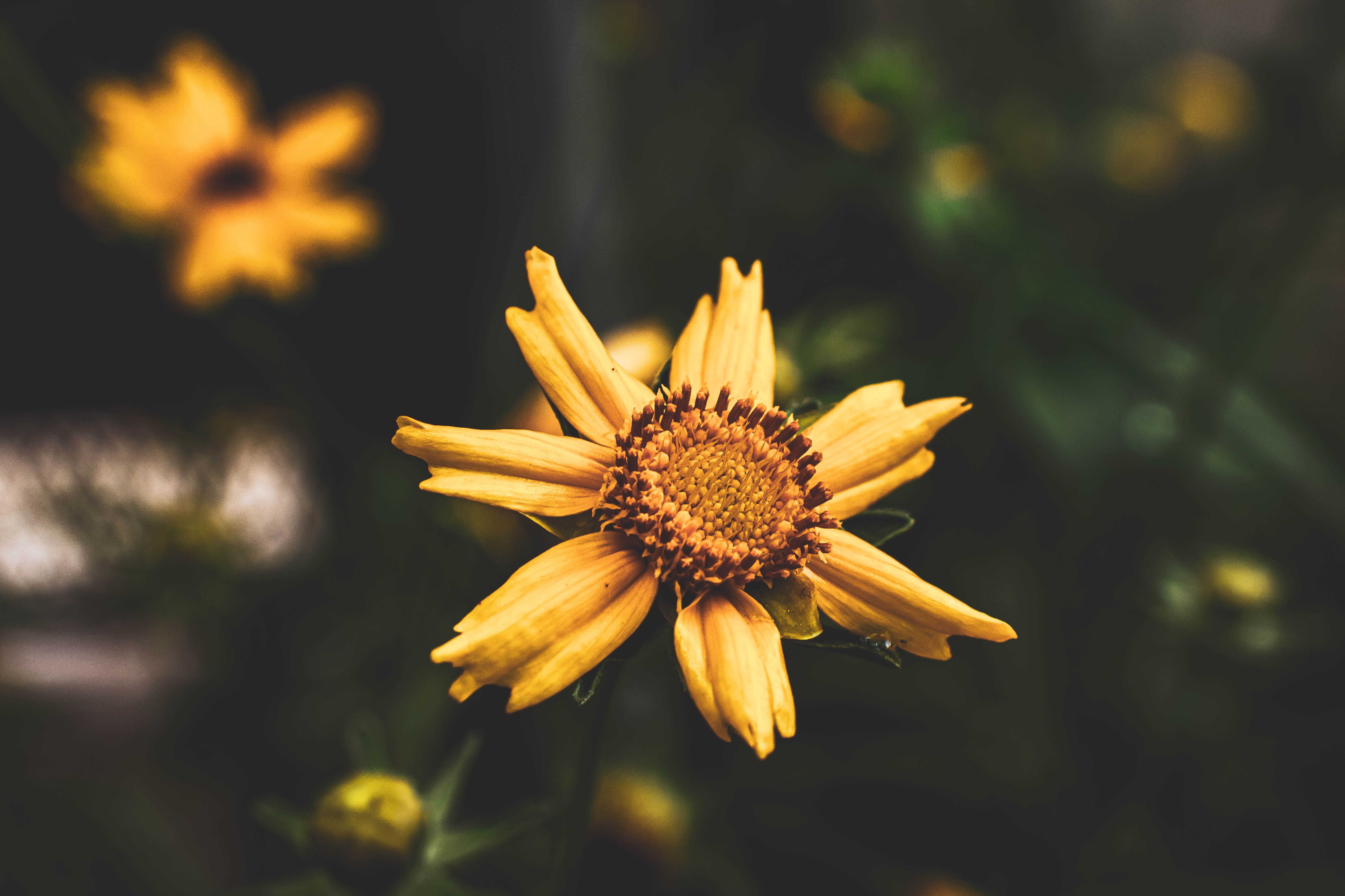 Sunflower Flower Head · Free Stock Photo