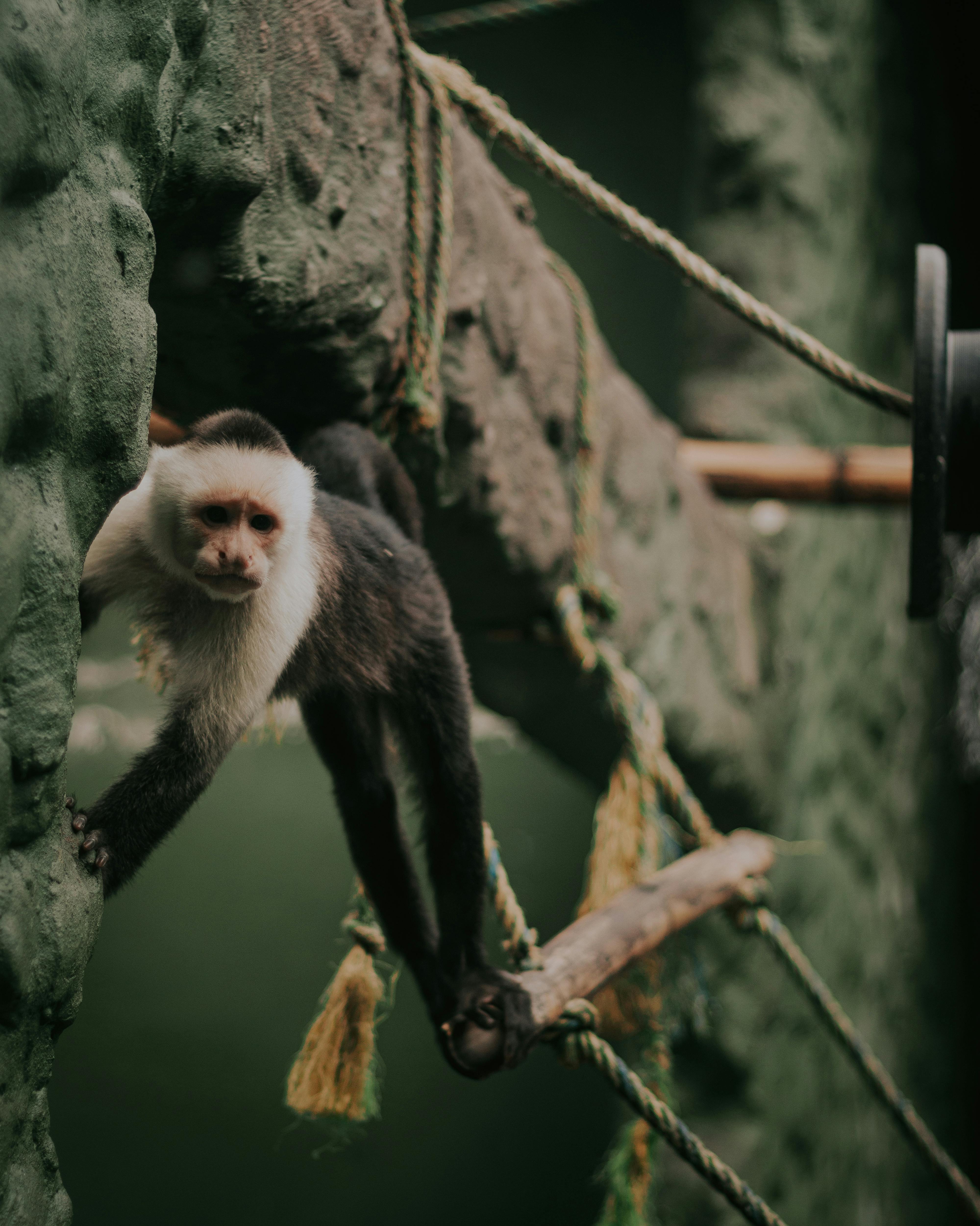 A Monkey Leaning on a Stone Wall · Free Stock Photo