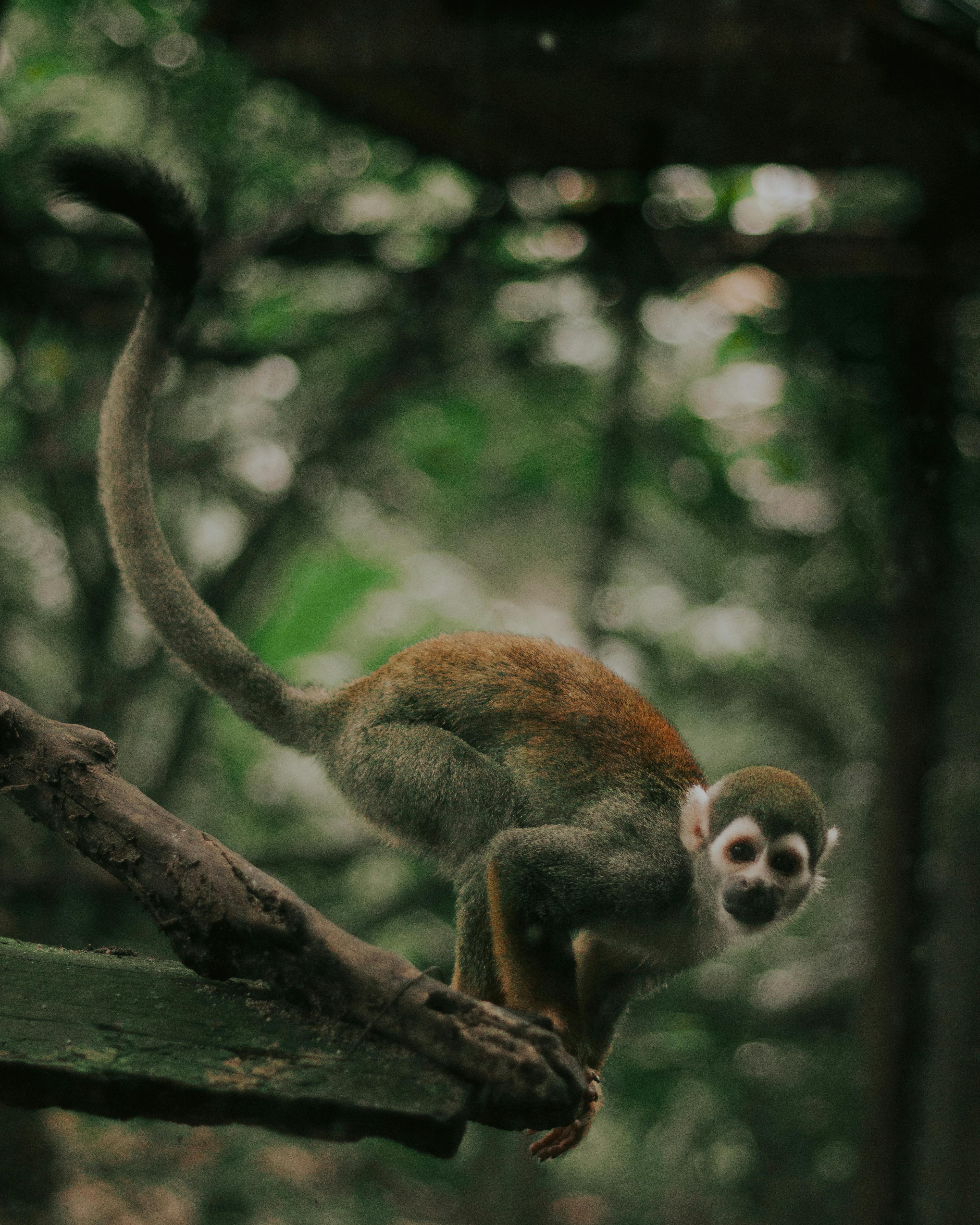 Brown Monkey on a Tree Branch · Free Stock Photo