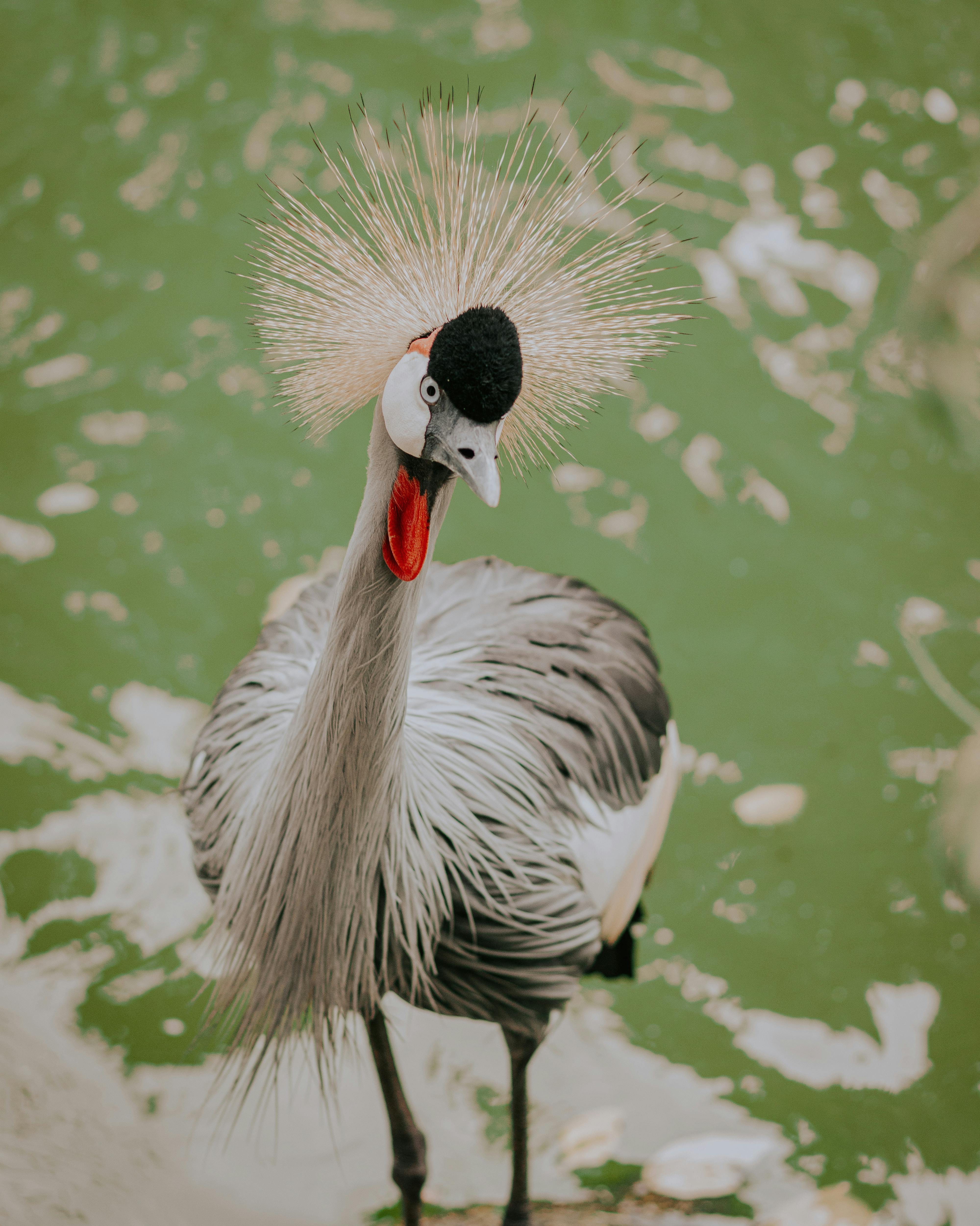 Piritos Bird Photos, Download Free Piritos Bird Stock Photos & HD Images