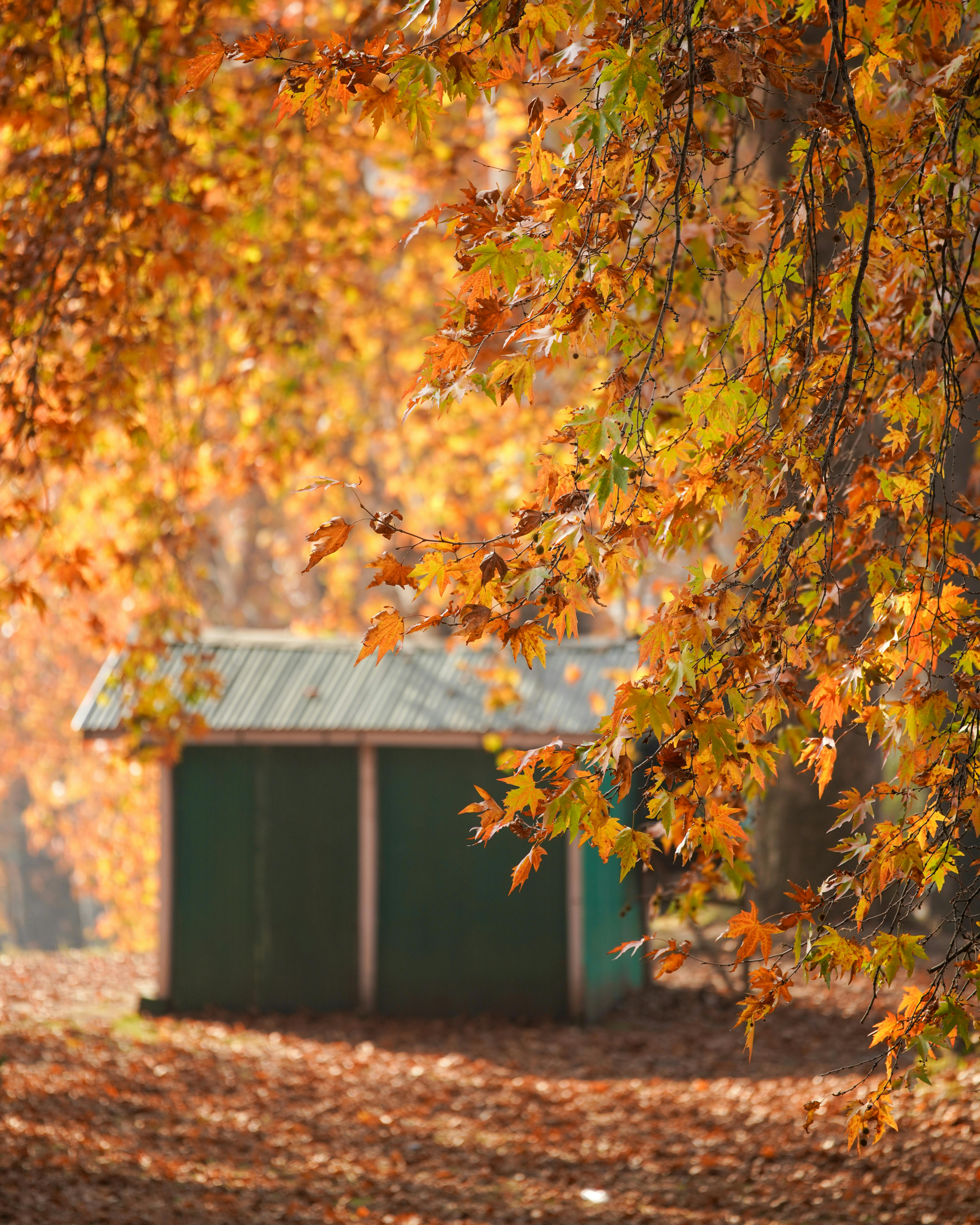 Wooden Building in Autumn Forest · Free Stock Photo