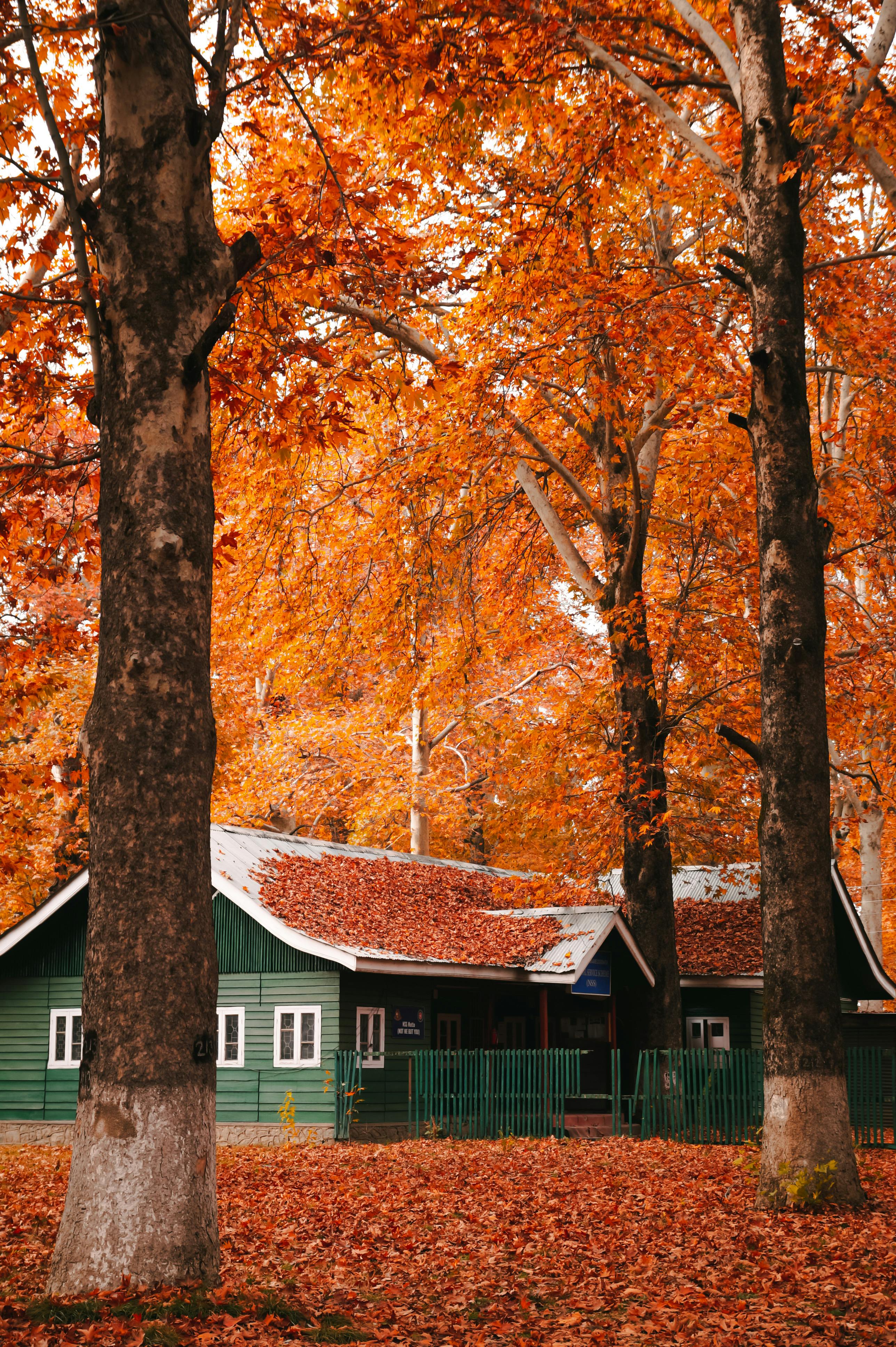 Autumn Trees over House · Free Stock Photo