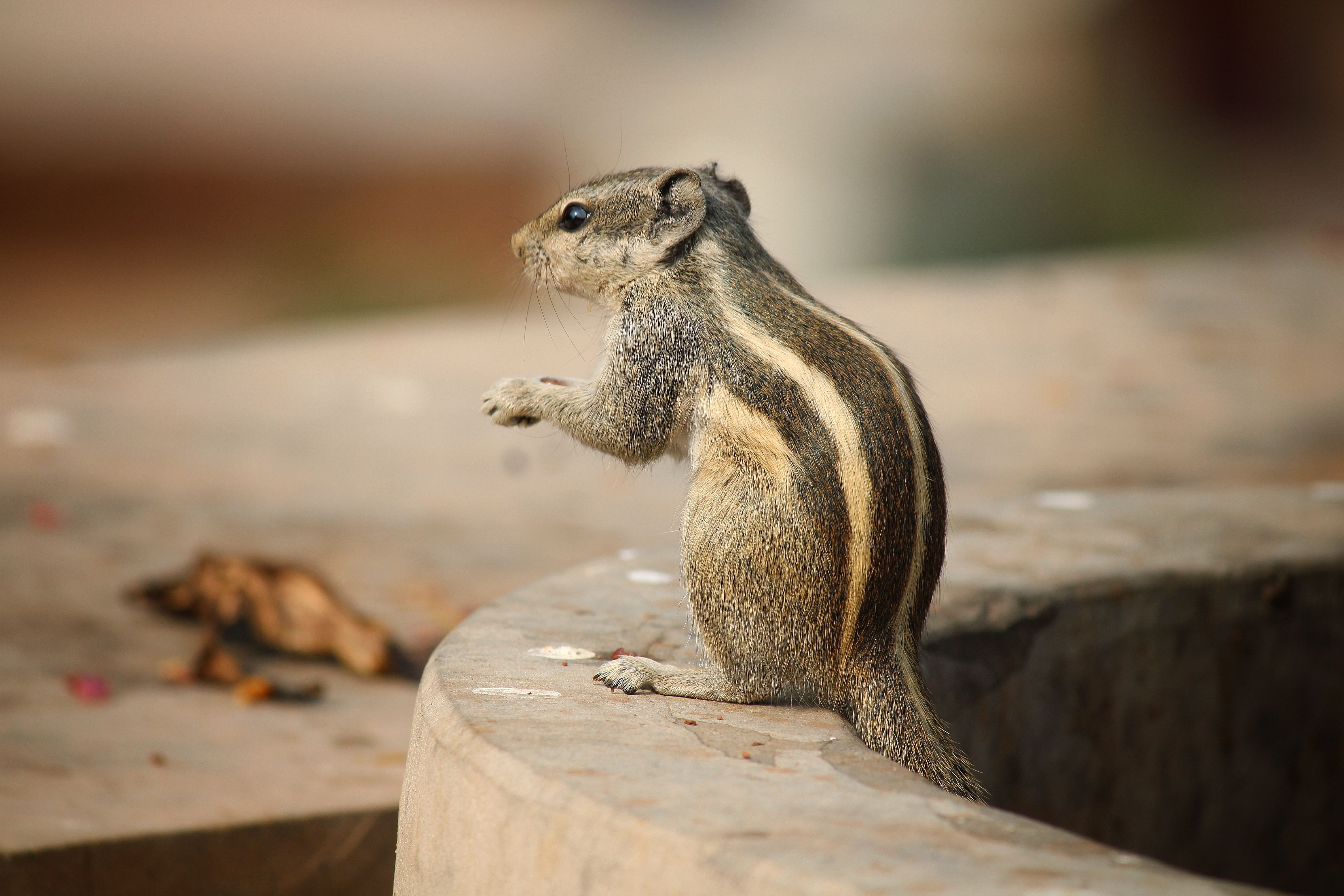Free stock photo of animal pictures, animals in the wild, beauty in ...
