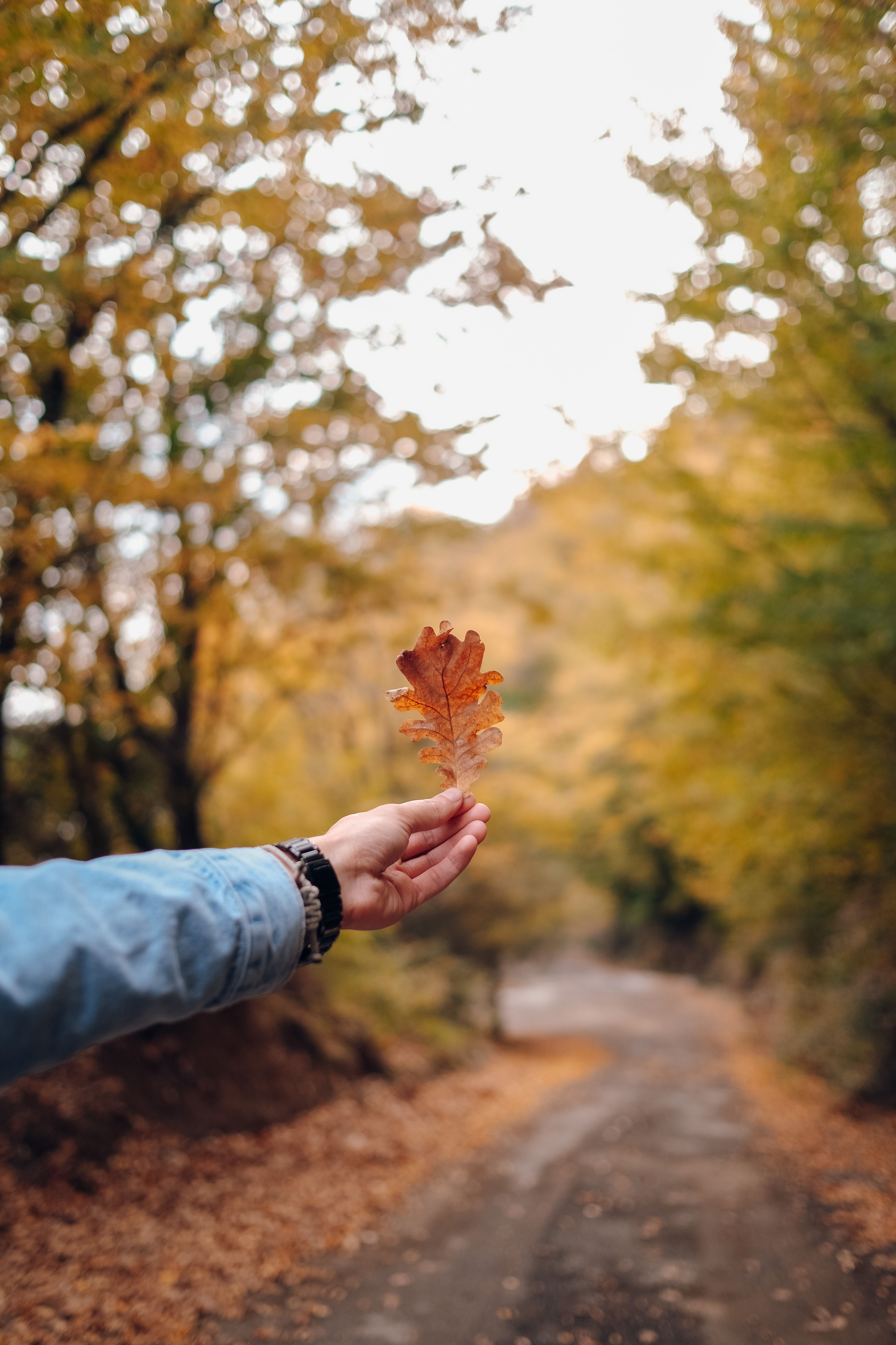 Person Holding a Green Fern Leaf · Free Stock Photo