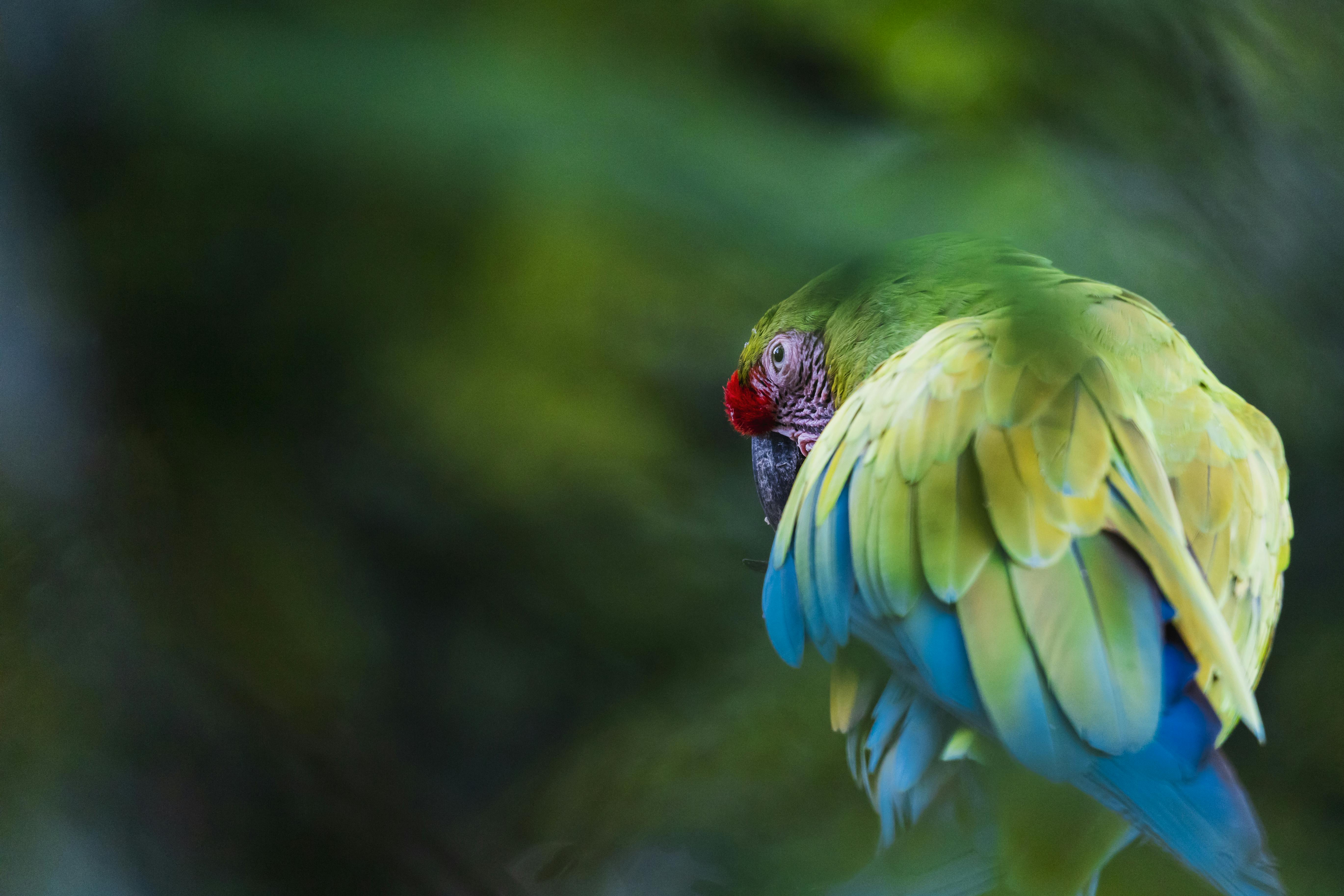 Exotic Macaw Parrot · Free Stock Photo