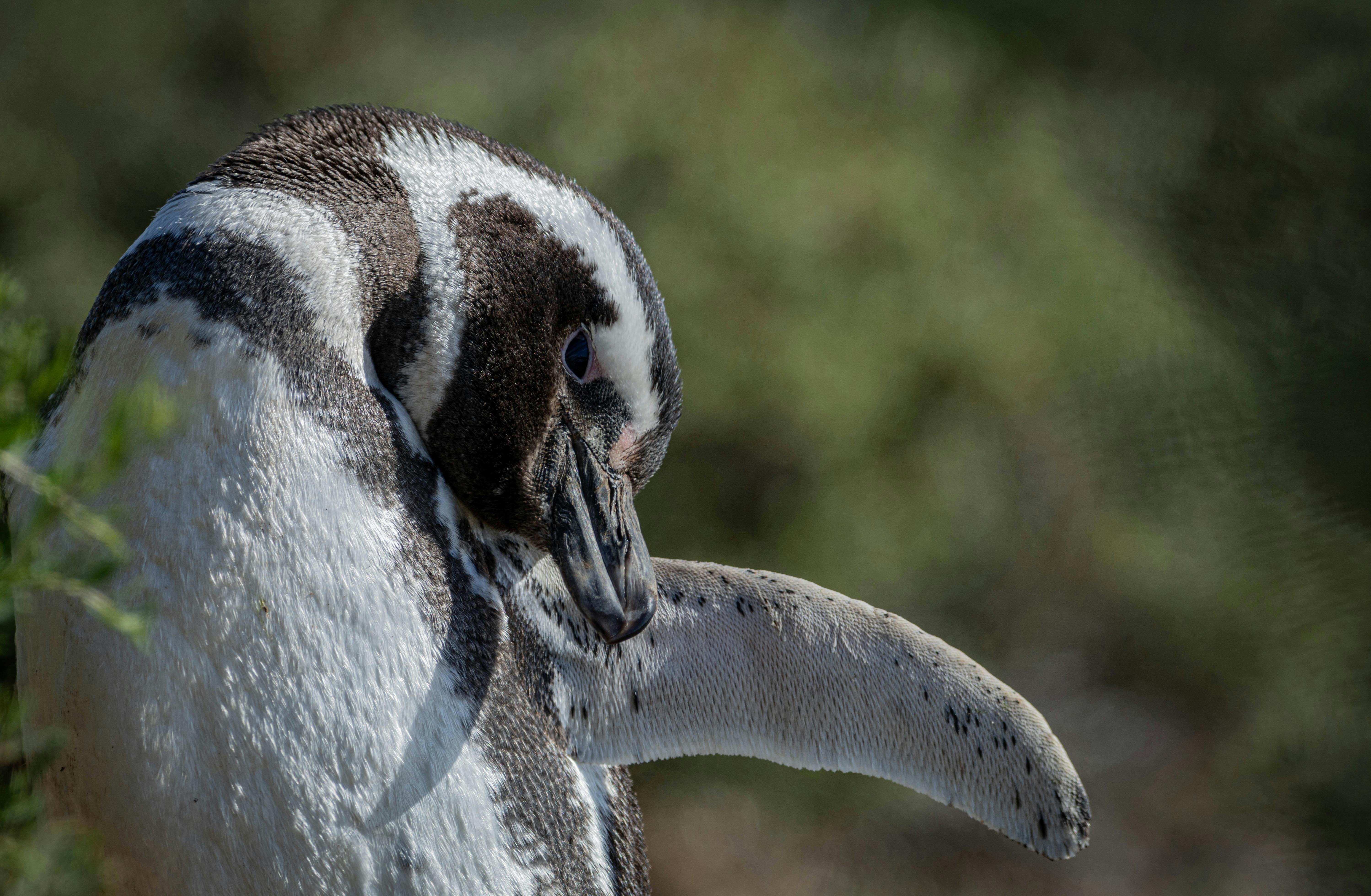 Magellan Development Group: Key Facts and Overview