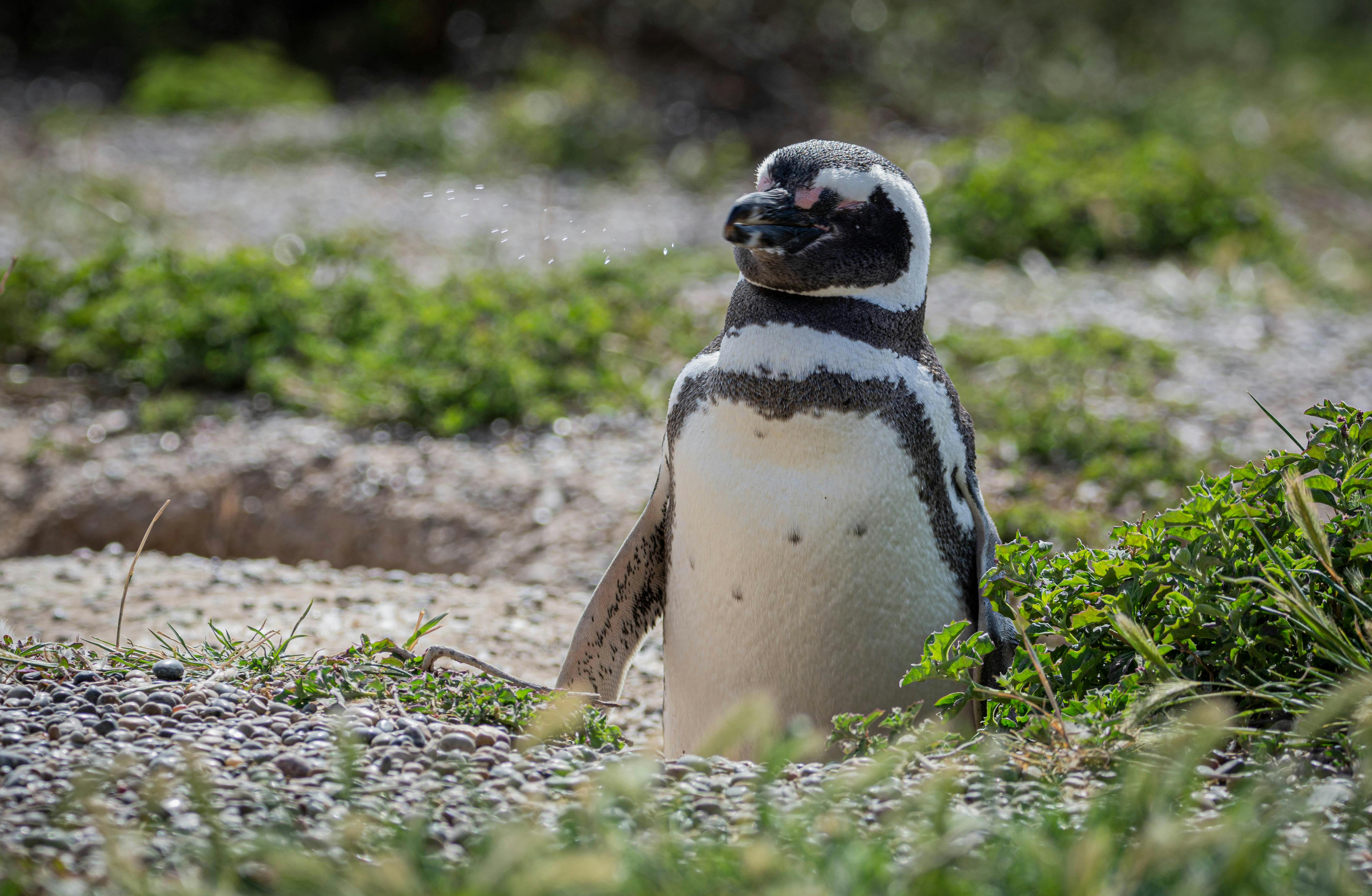 White and Black Penguins on Rocky Shore · Free Stock Photo
