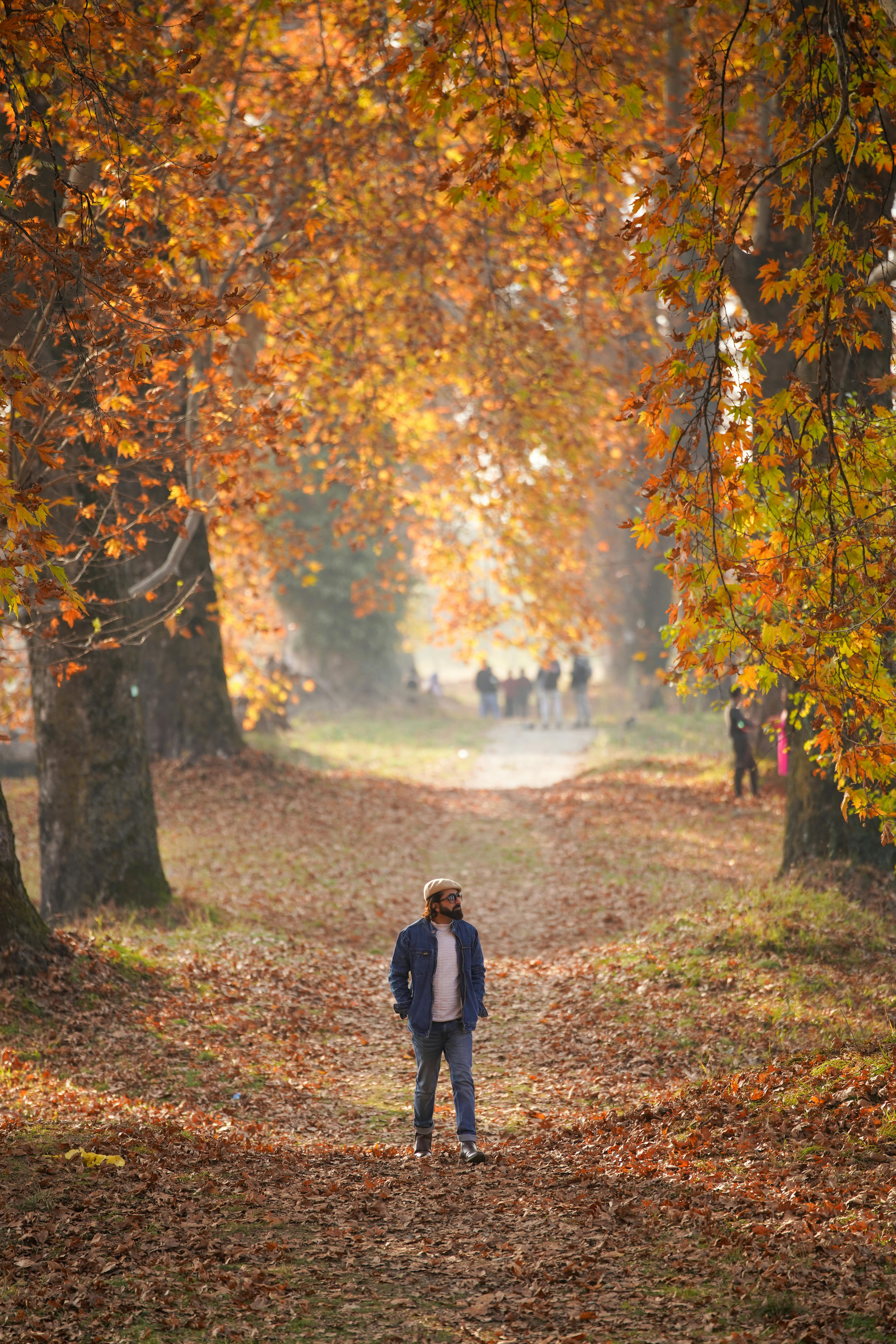 A Man Surrounded by Tall Trees · Free Stock Photo