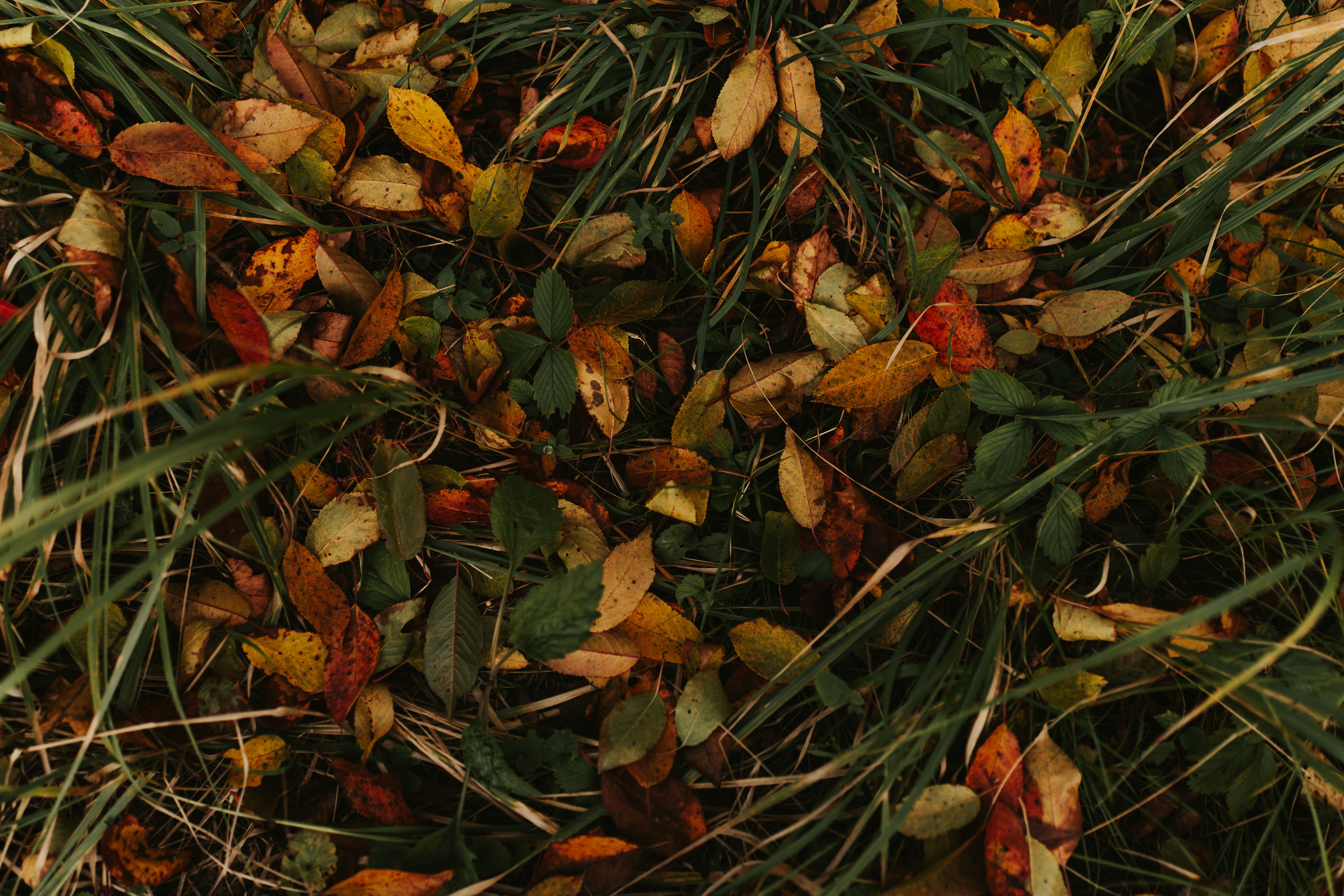 Autumn Leaves in Grass · Free Stock Photo