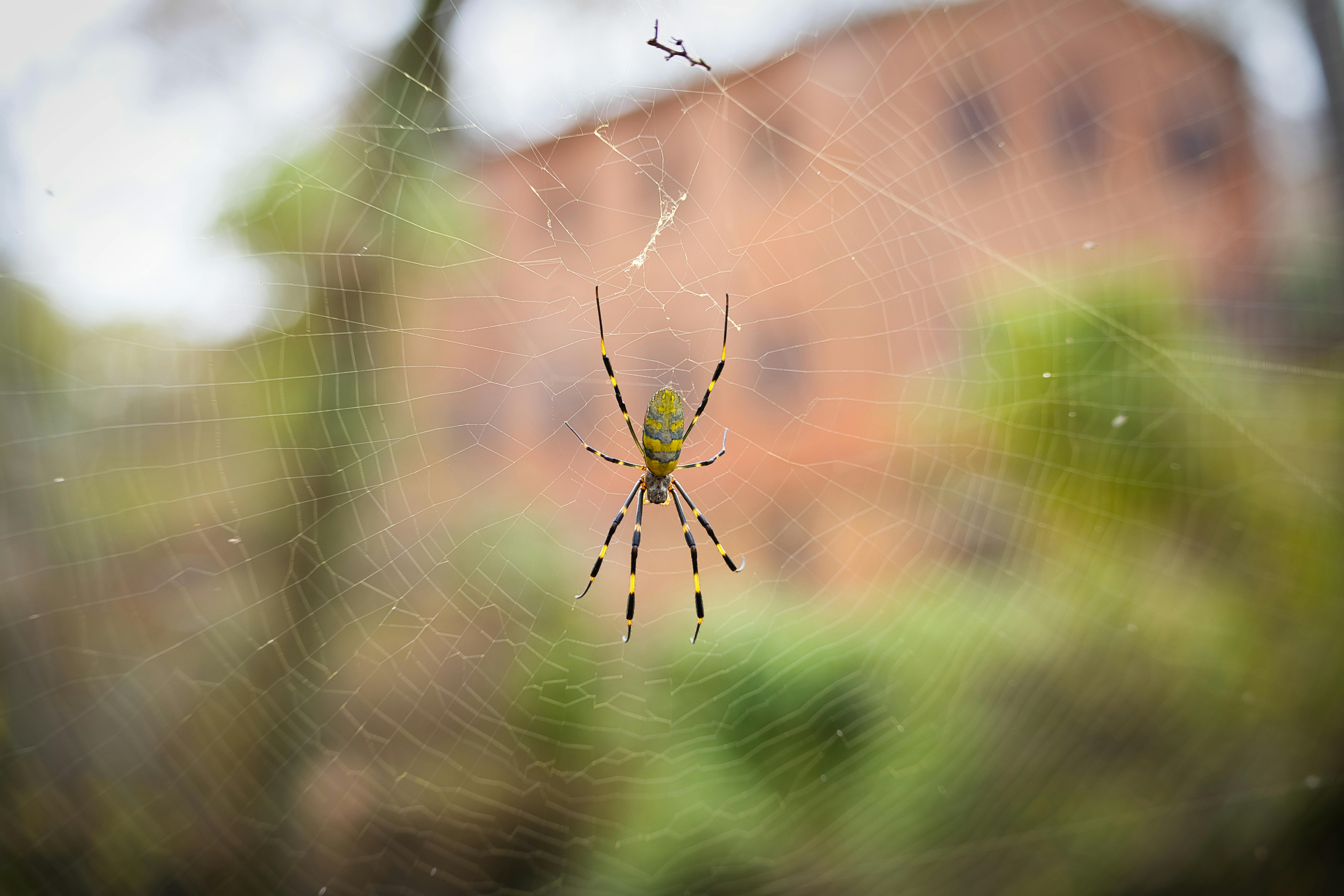Close Up Photo of a Spider · Free Stock Photo