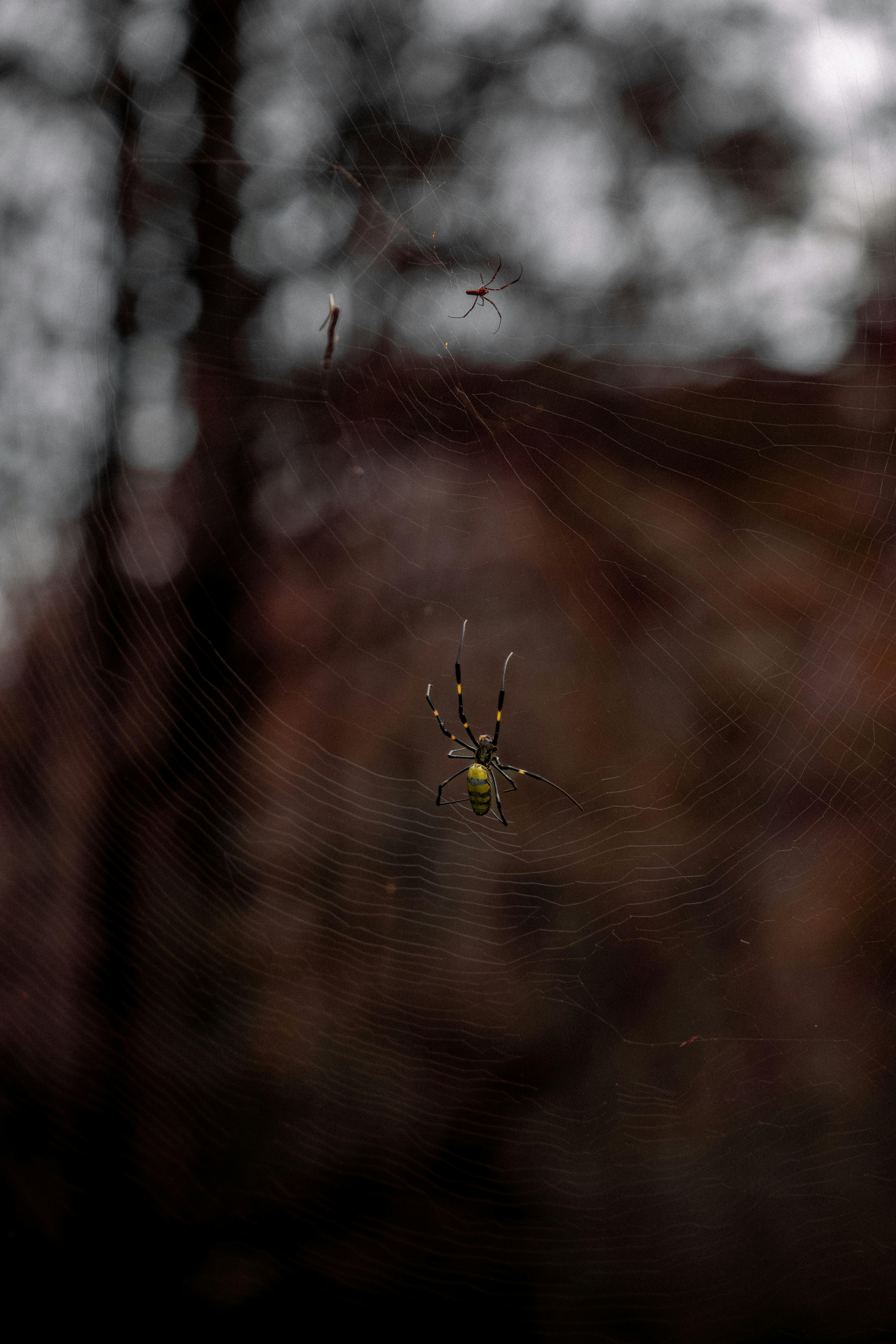 Spider in Net · Free Stock Photo