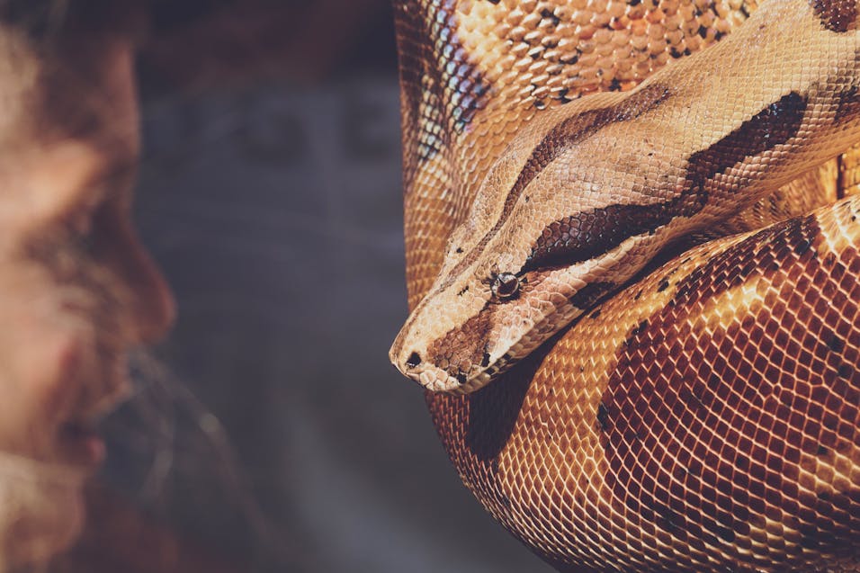 Reticulated Pythons as Easy and Healthy Pets for Homeowners