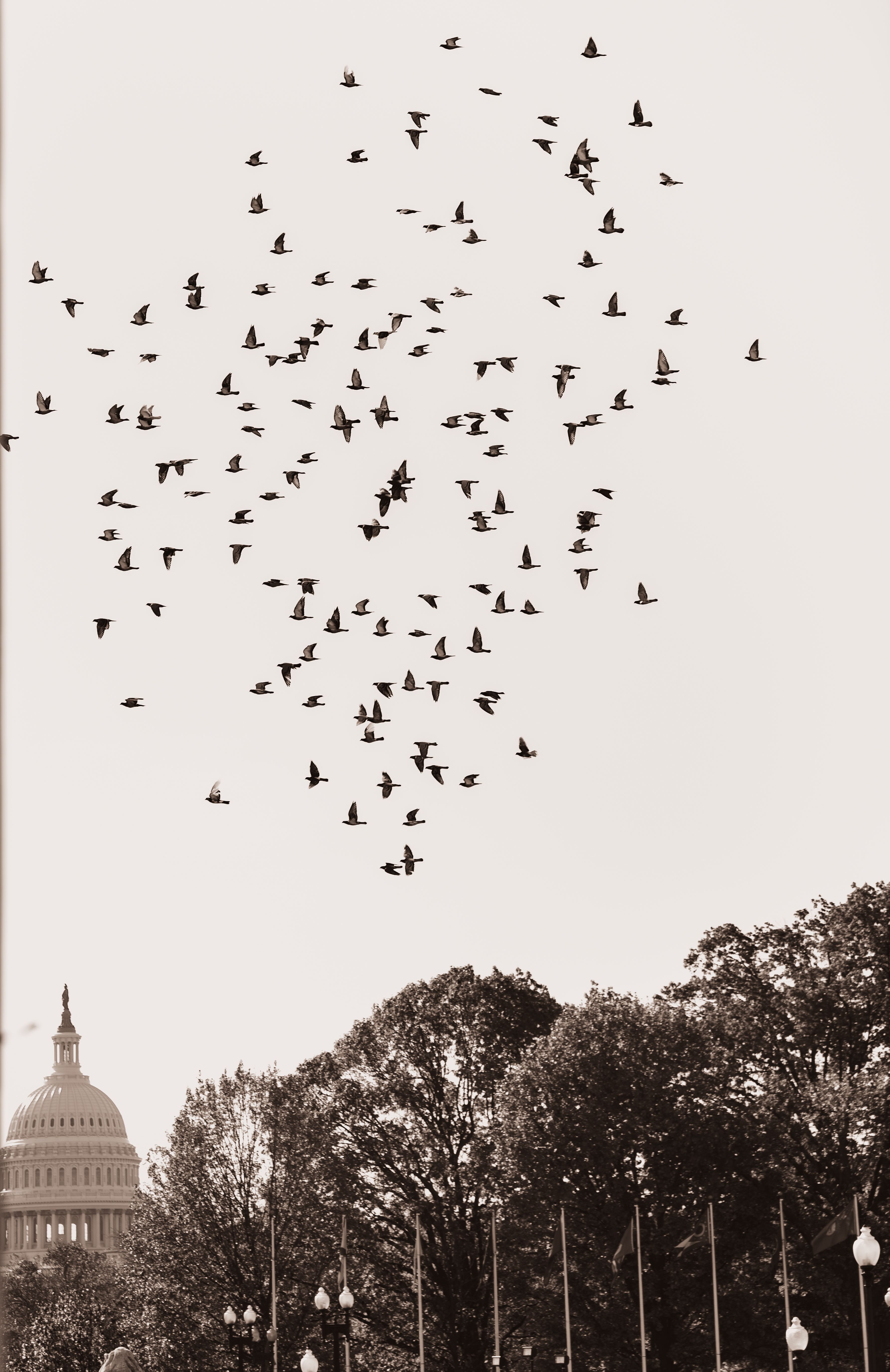Flock of Birds Flying over the Trees · Free Stock Photo