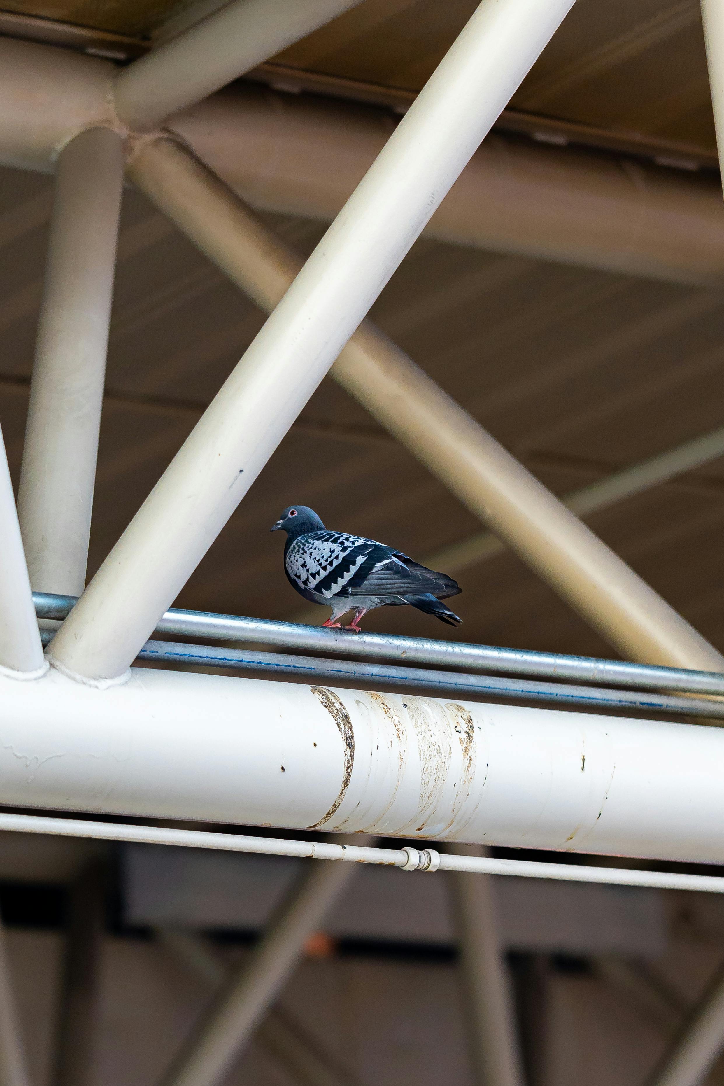 Pigeon Perching on Pipe · Free Stock Photo