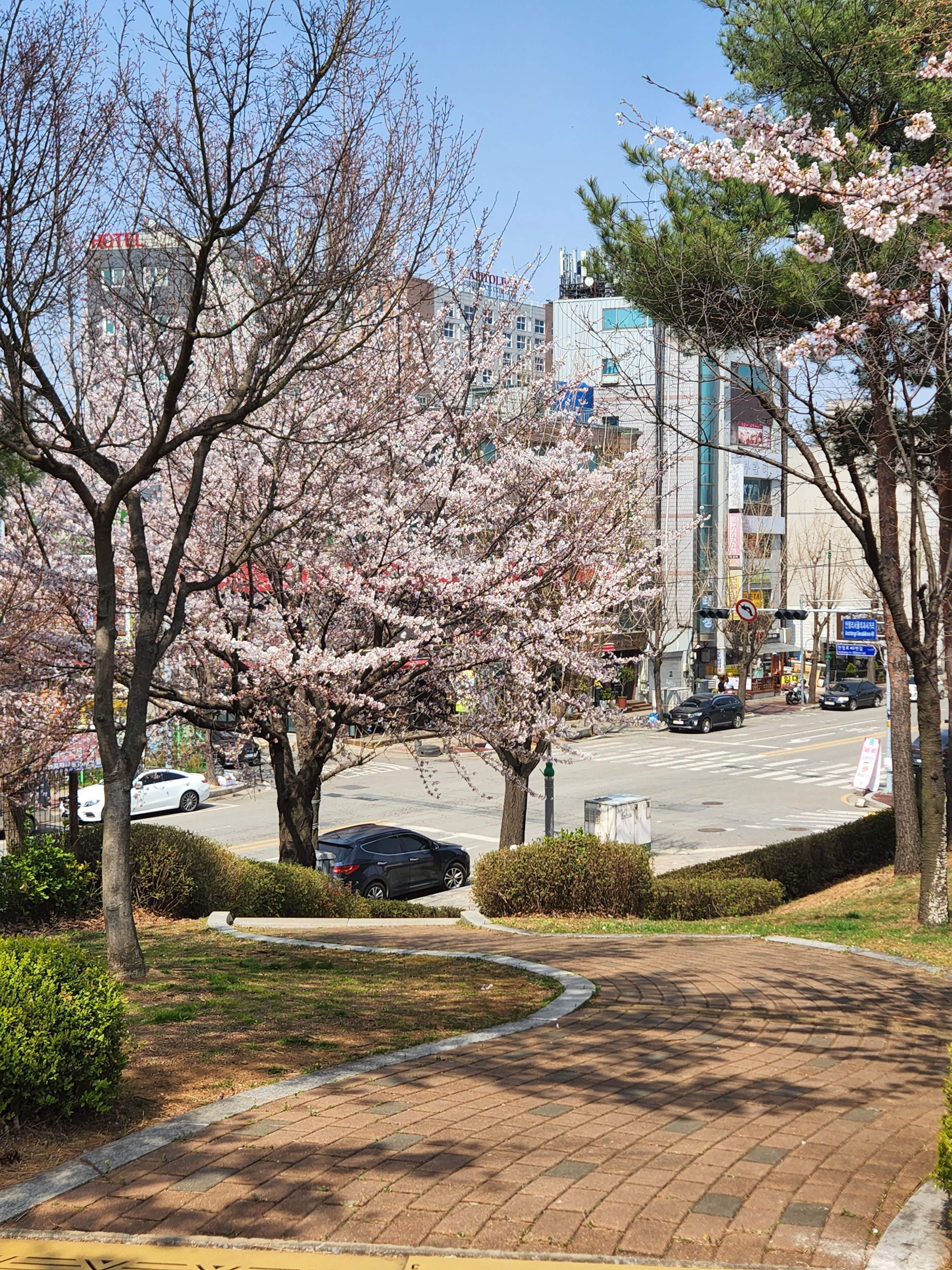 Trees around Sidewalk in Park · Free Stock Photo