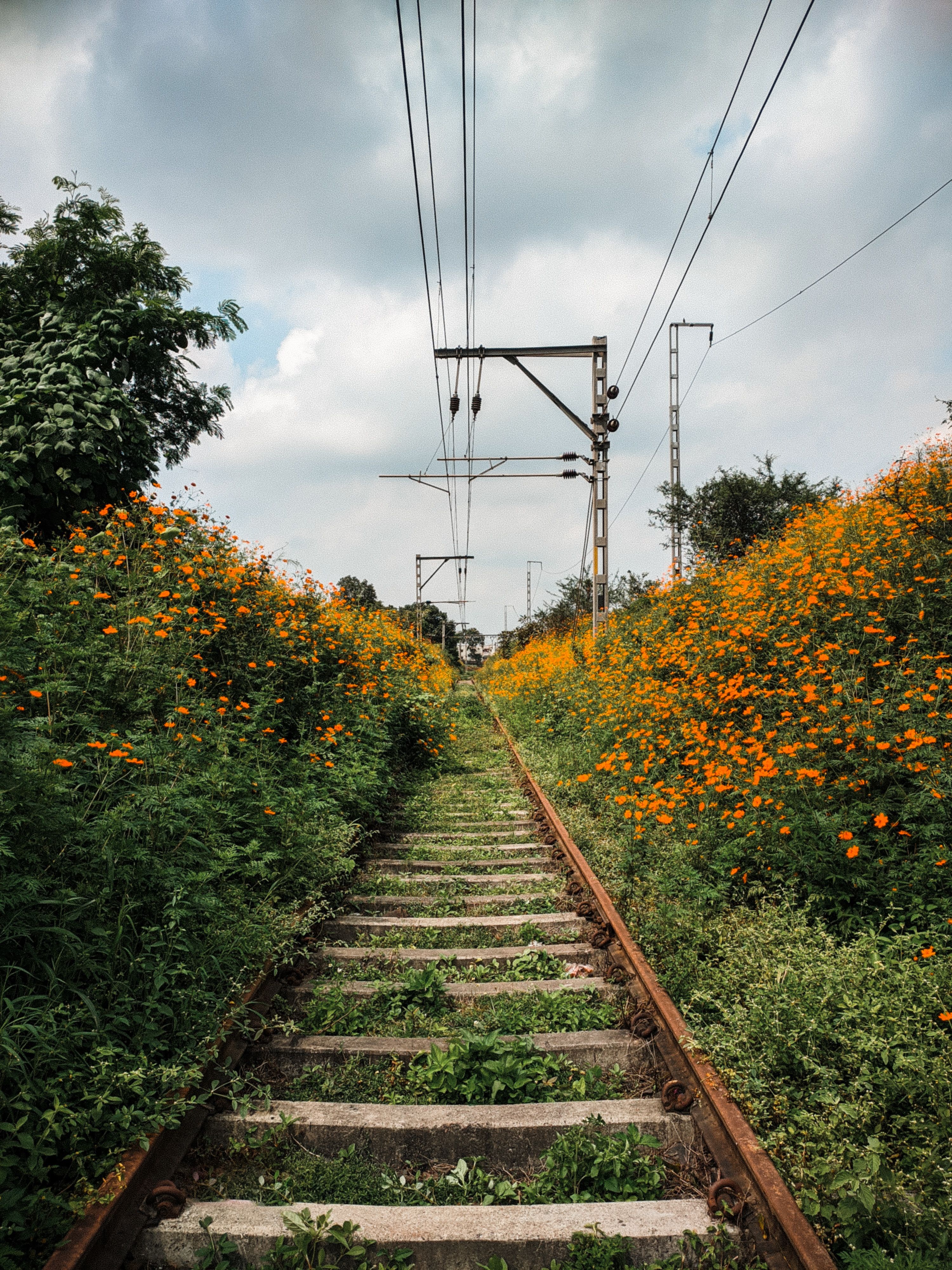 A Train Tracks Between Green Plants with Yellow Flowers · Free Stock Photo