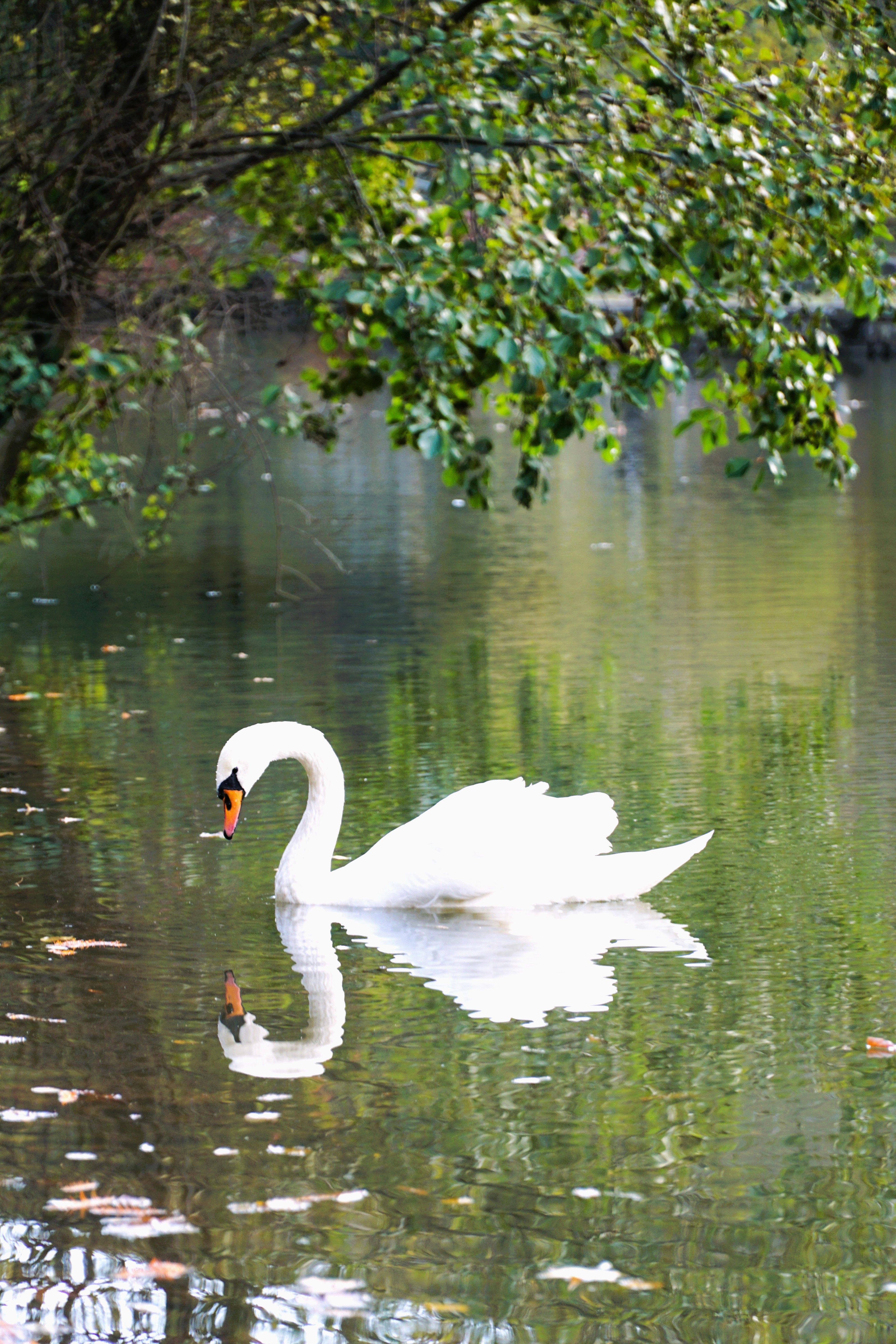The Reflection of the Goddess of Water on the Water Surface · Free ...