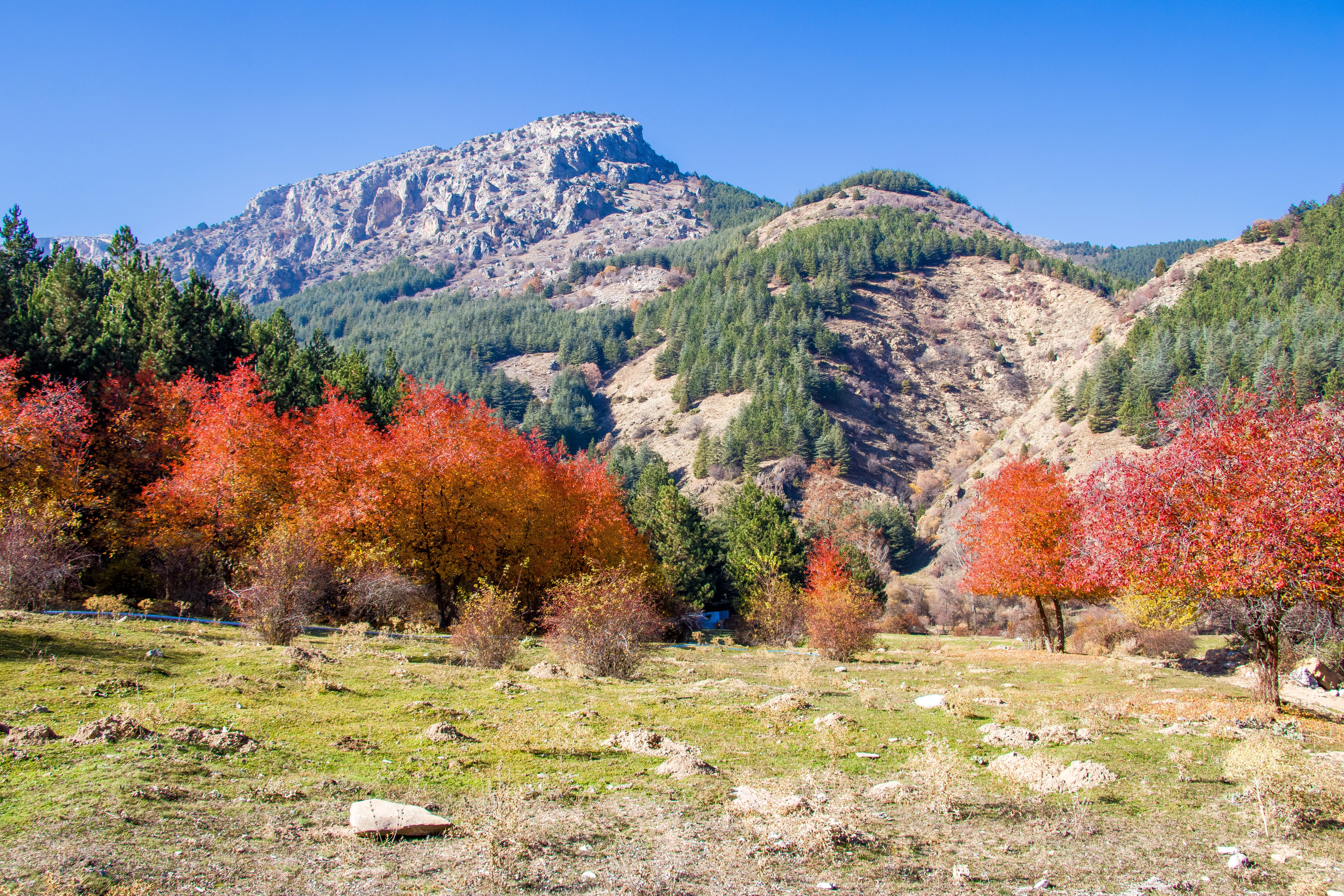 Orange Trees Near Mountain During Autumn · Free Stock Photo