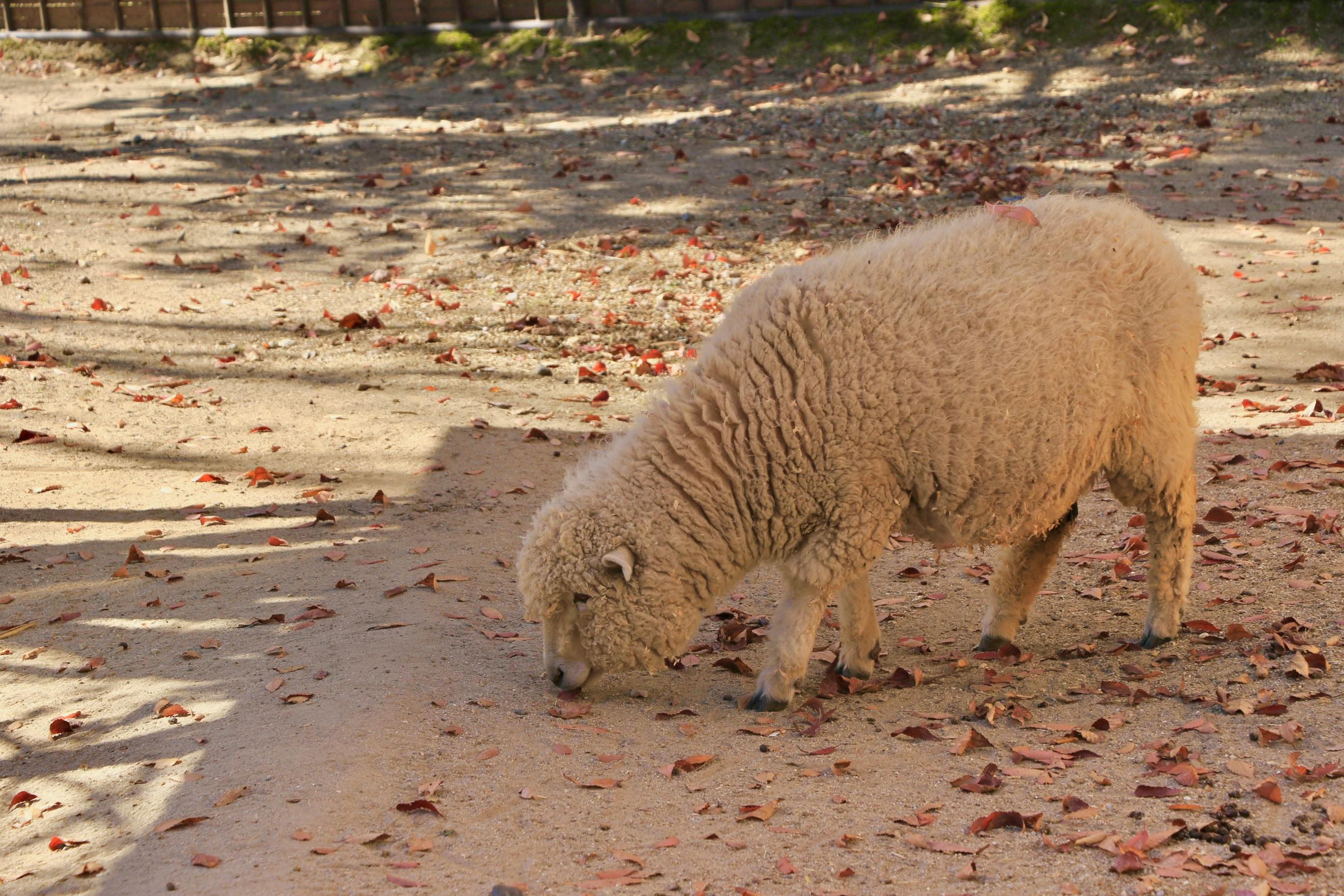 A Sheep Eating Leaves on Sand · Free Stock Photo