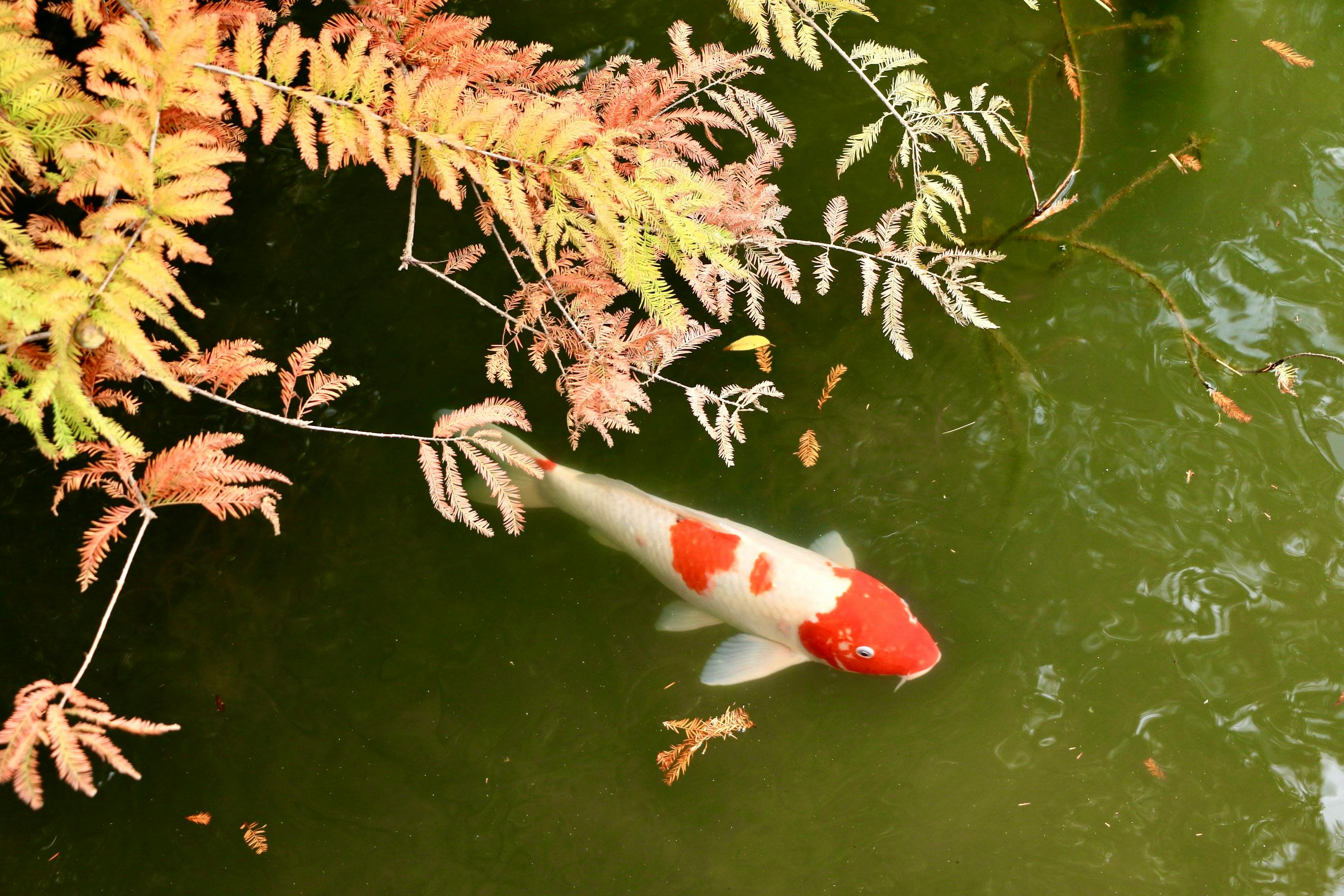 Koi Fish Backgrounds Photos, Download The BEST Free Koi Fish ...