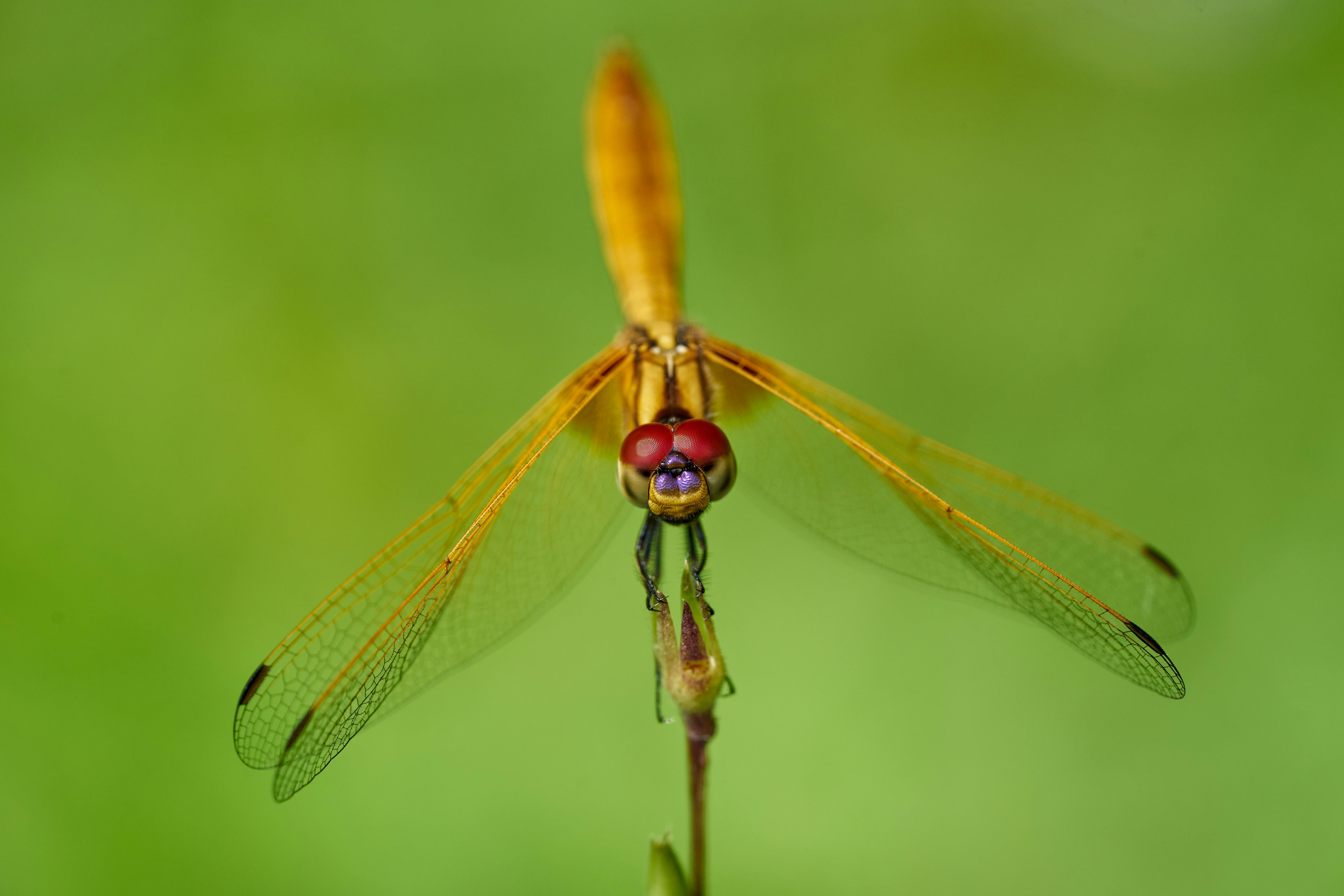 Andre Mouton - 摄影